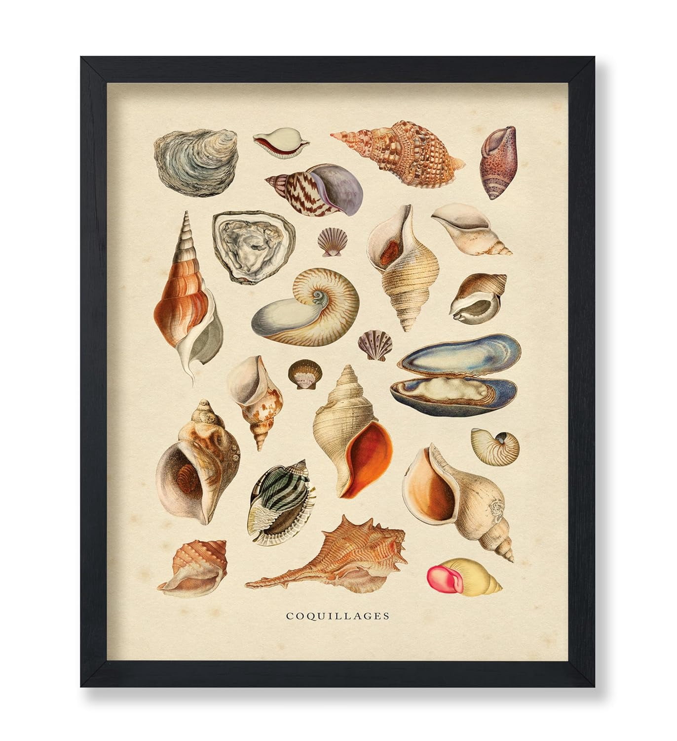 AVOI Monem Art Vintage Aquatic Poster-Retro Sea Shells Print-Shell Art ...