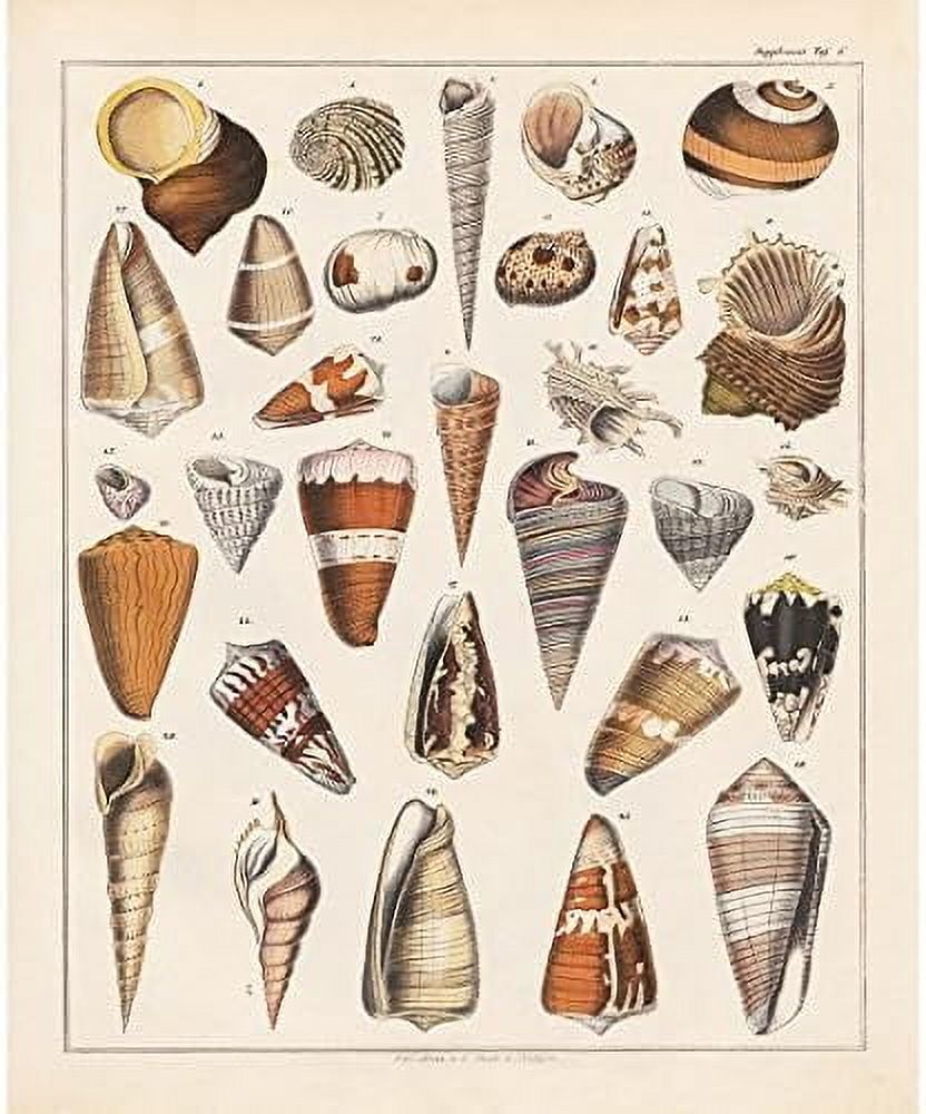 AVOI Poster Print Art Seashell Conch Whelk Sea Snail Shell Shellfish ...