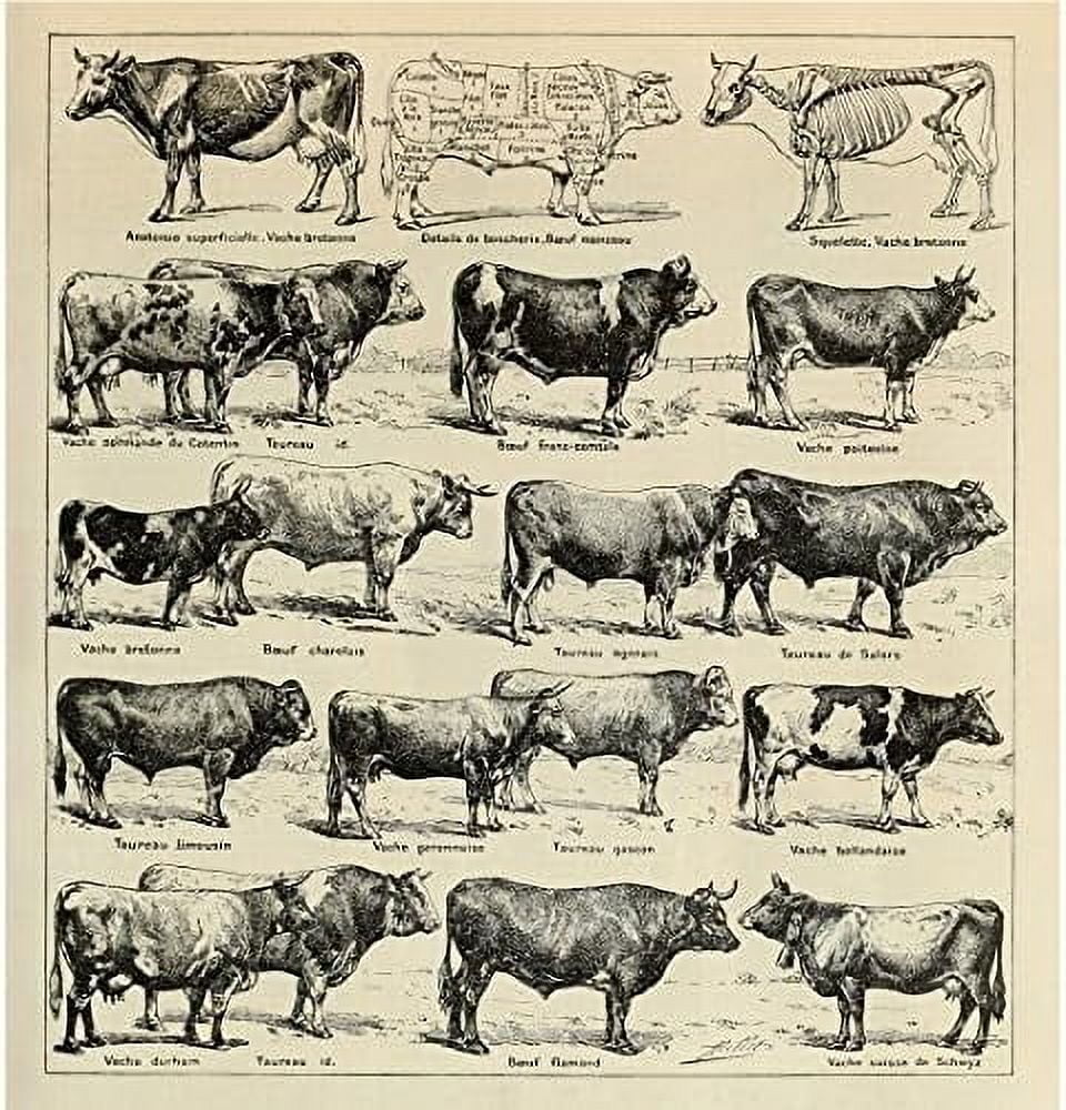 AVOI Poster Print Cattle Cow Breeds Beef Educational Identification ...