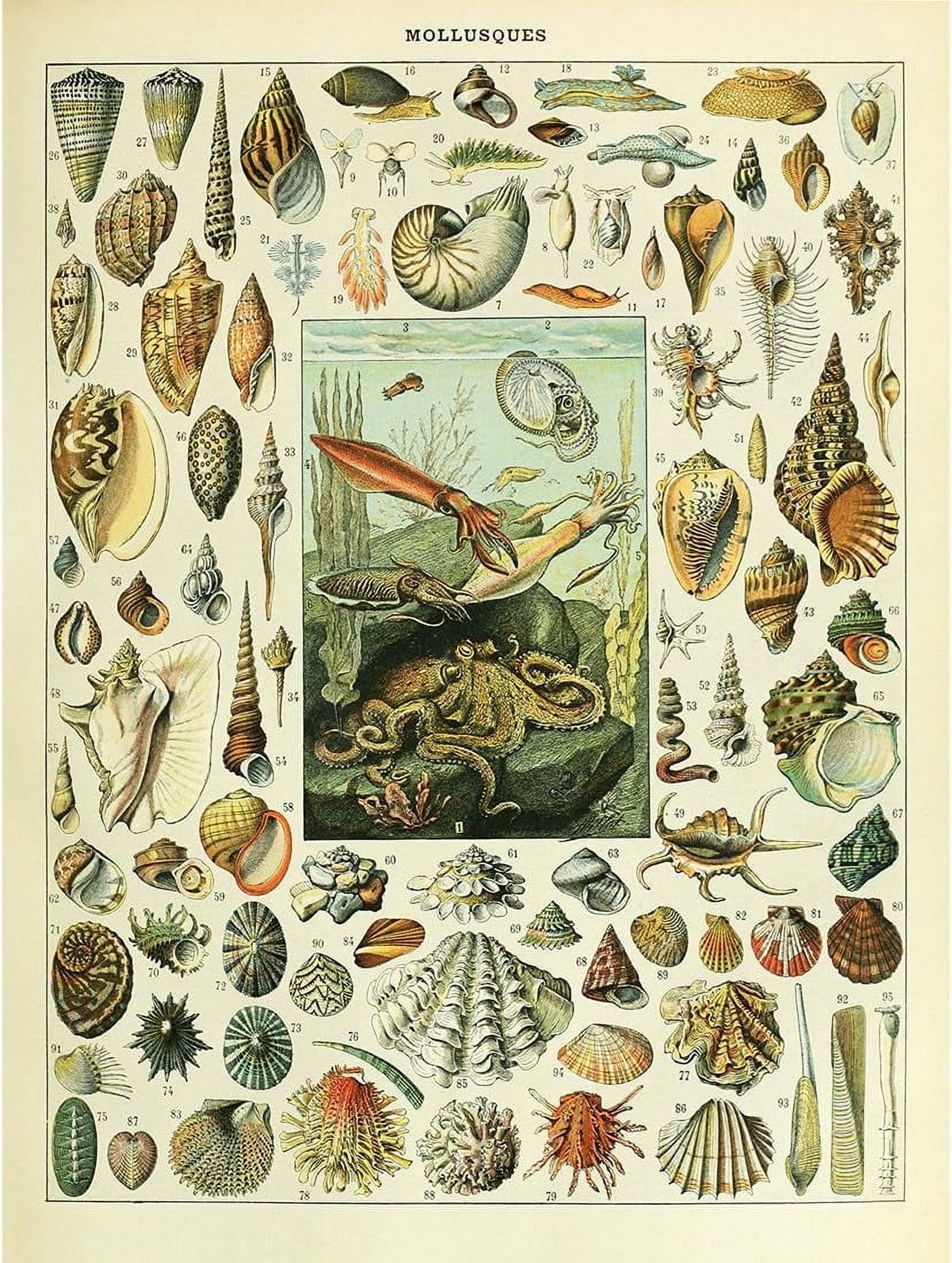 AVOI Poster Print Conch Mollusks Mollusc Sea Creature Seashell Marine ...