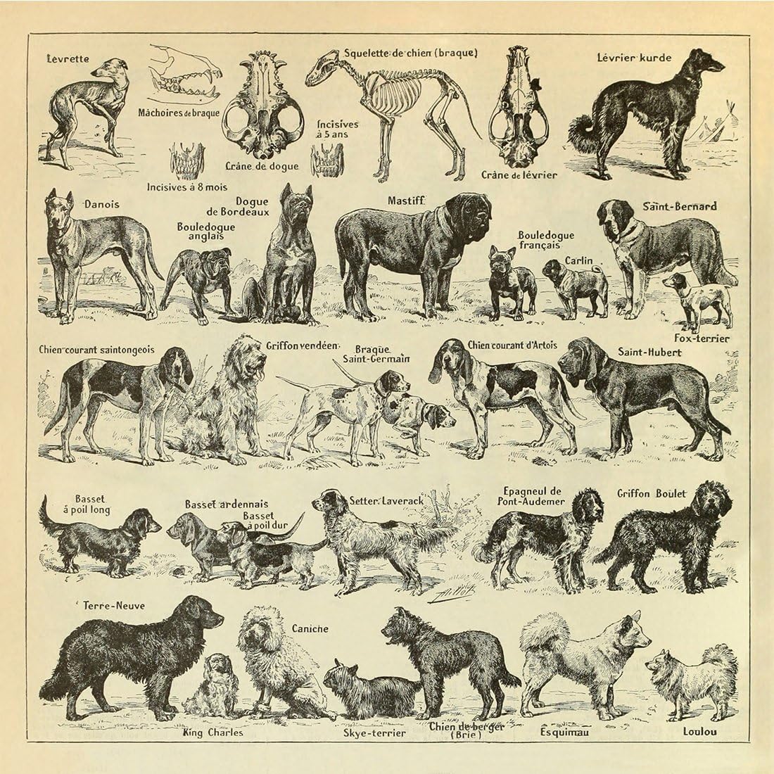 AVOI Poster Print Pet Dogs Breeds Illustration Collection Old Pictures ...