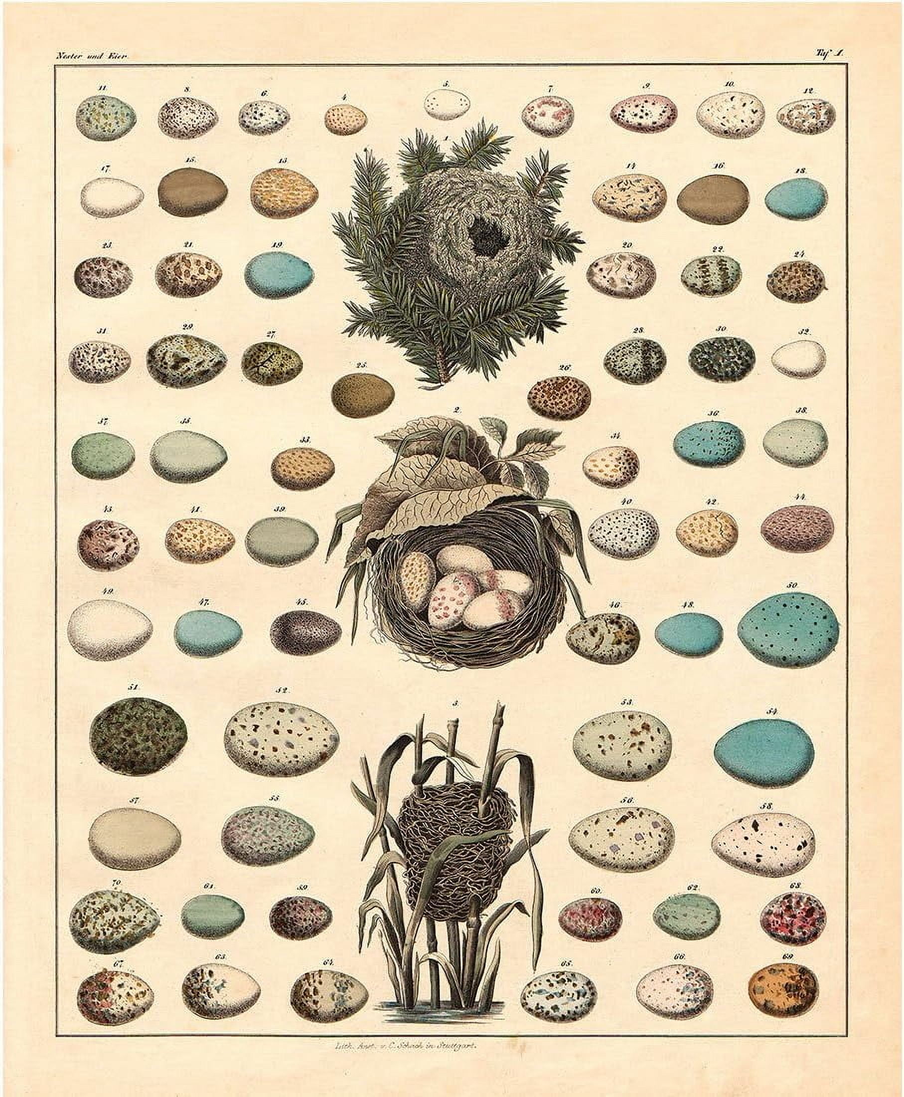 AVOI Poster Print Retro Vintage Birds Nests Eggs Collection ...
