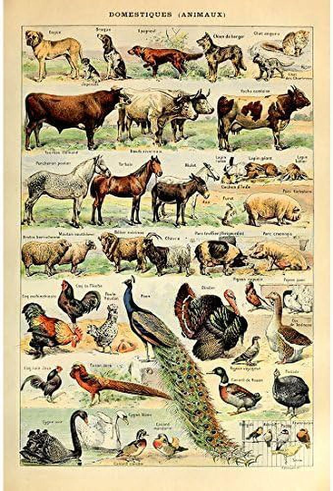 AVOI Poster Print Vintage Domestic Animal Species Collection ...
