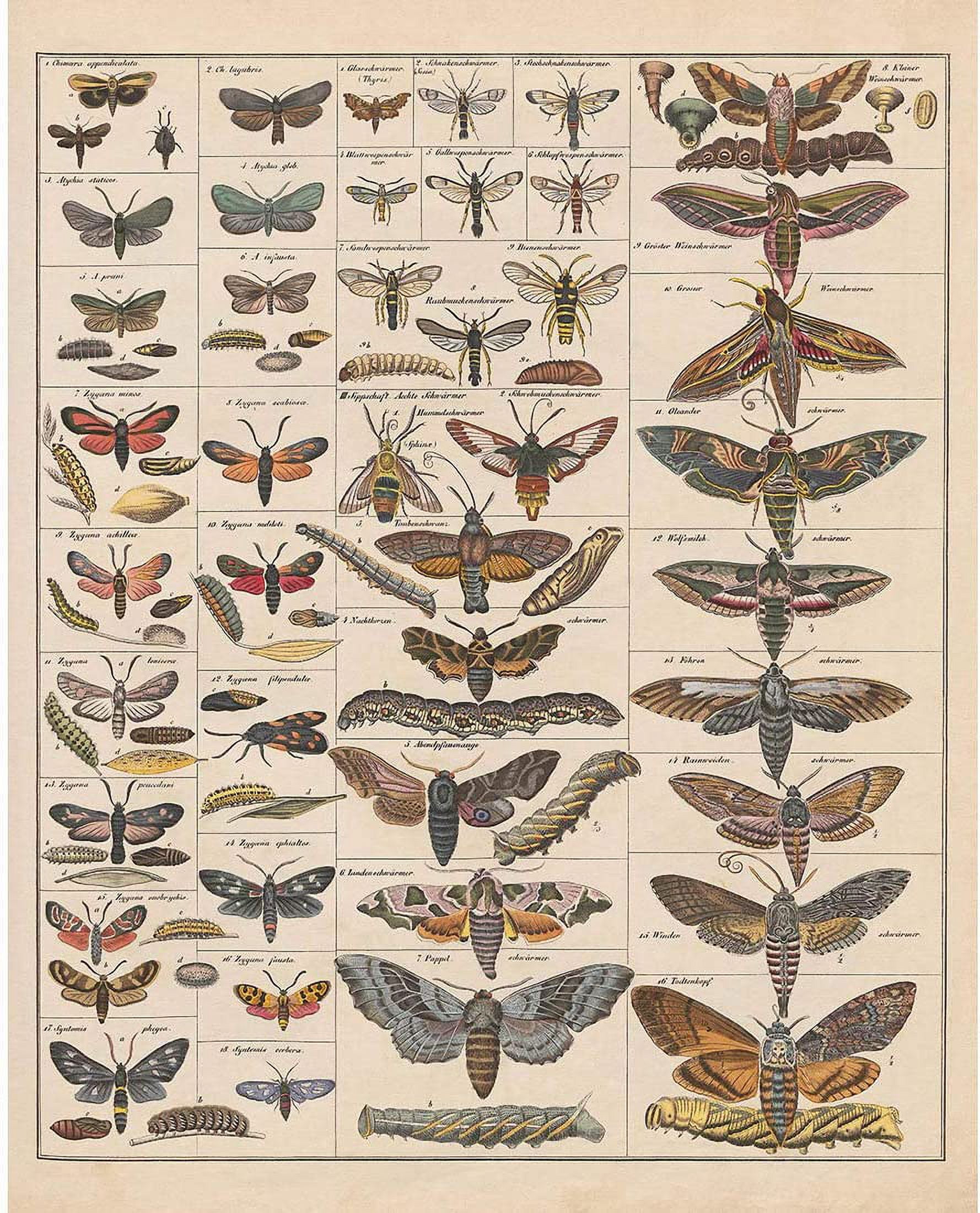 AVOI Poster Print Vintage Moth Insects Breeds Identification Reference ...
