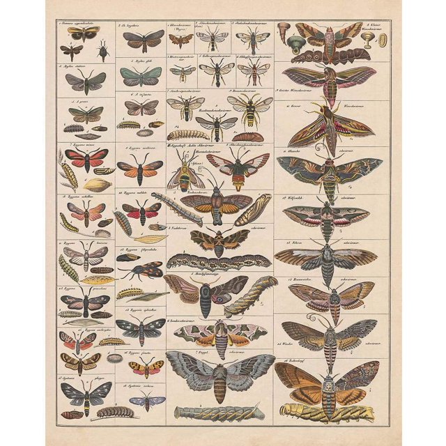 AVOI Poster Print Vintage Moth Insects Breeds Identification Reference ...