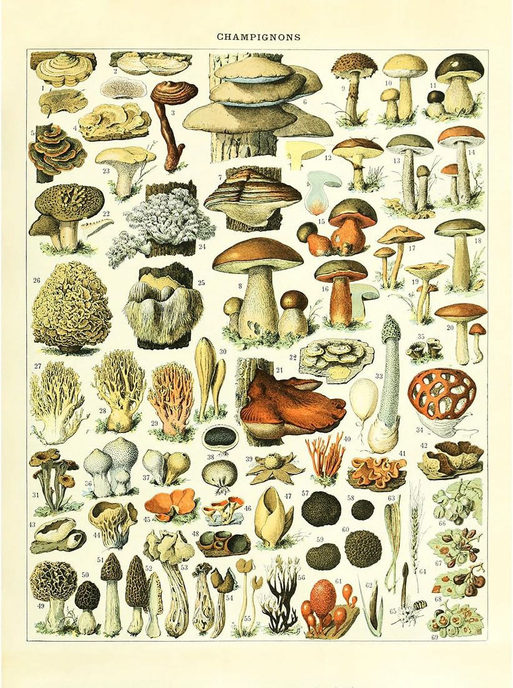 AVOI Poster Print Vintage Mushrooms Champignons Identification ...