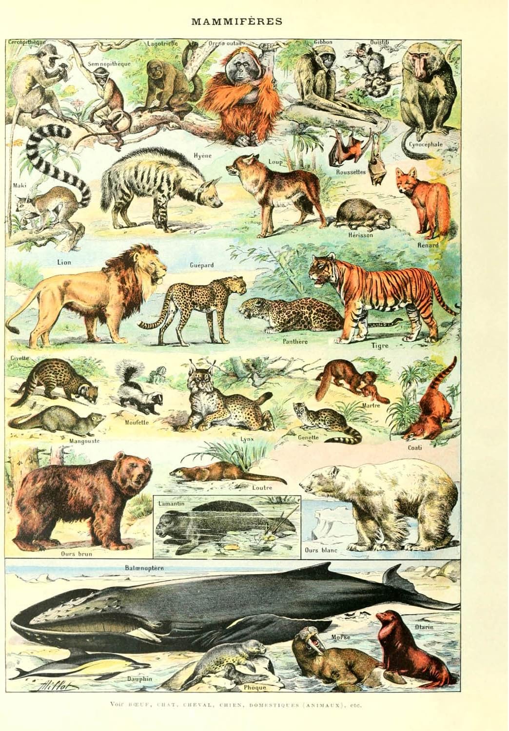 AVOI Poster Print Wild Animals Science Educational Vintage Wall Decor ...