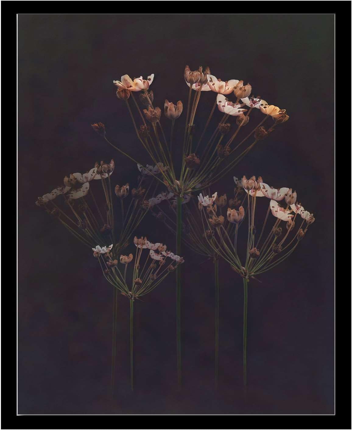 AVOI Poster Wall Art Print Antique Alchemy Philosophy Occult Science ...