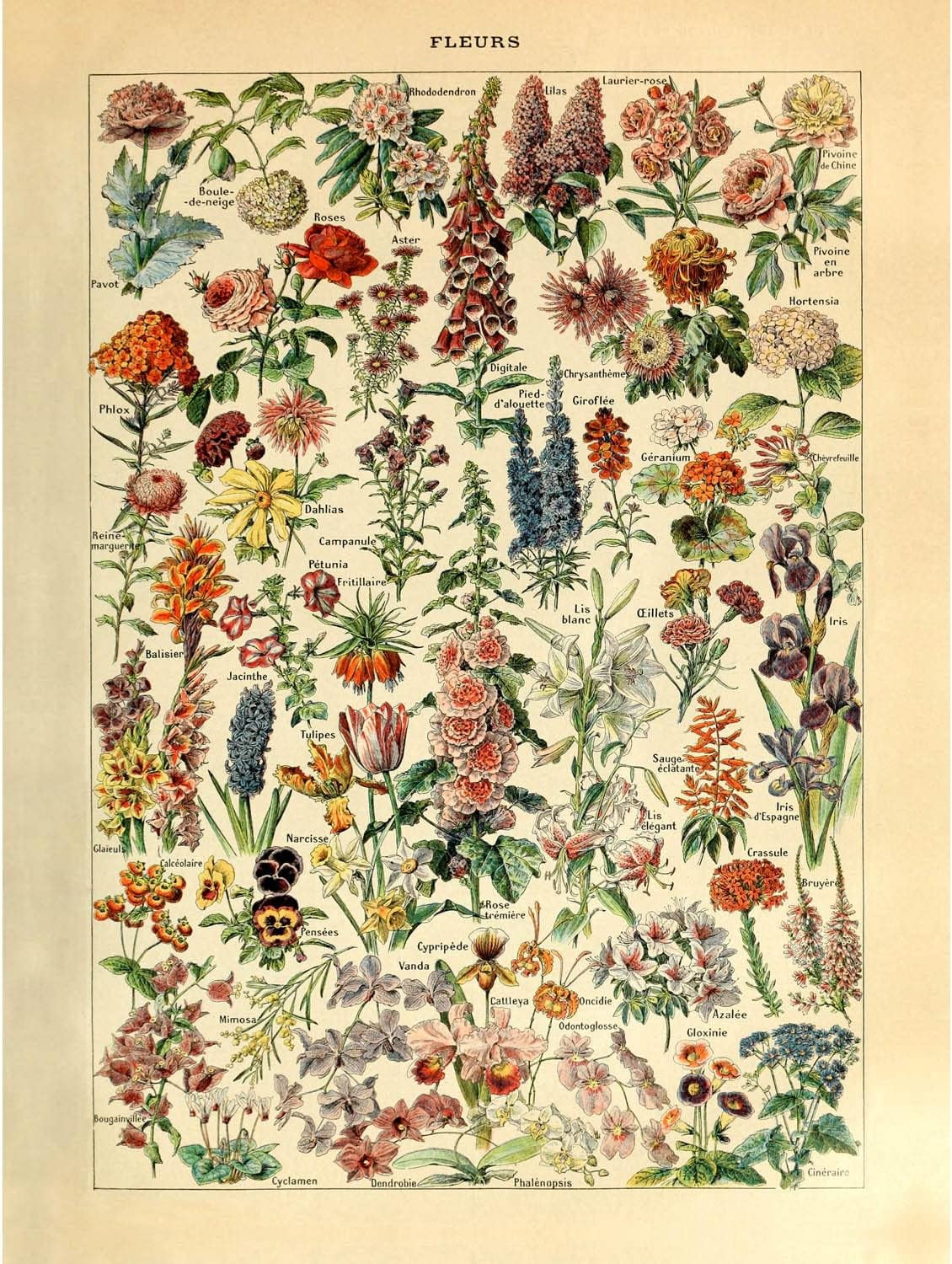 AVOI Print Flower Floral Poster Vintage Botanical Collections Garden ...