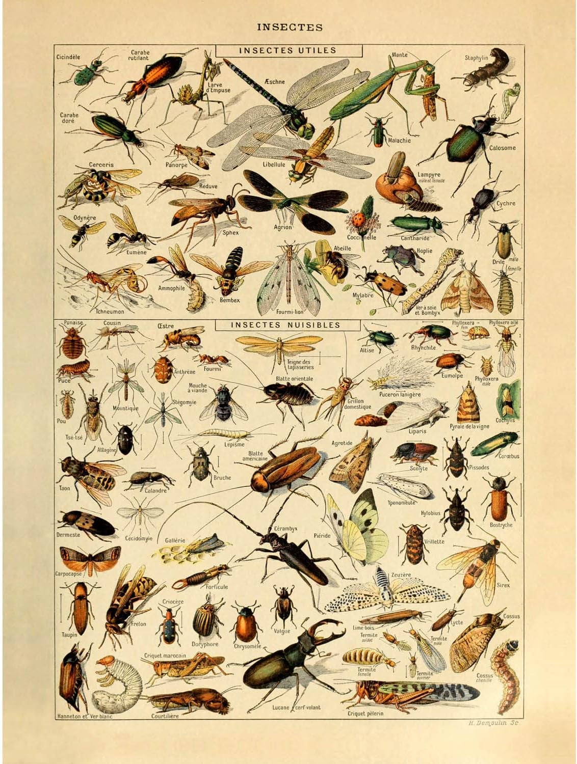 AVOI Print Insects Poster Vintage Entomology Illustration Species ...
