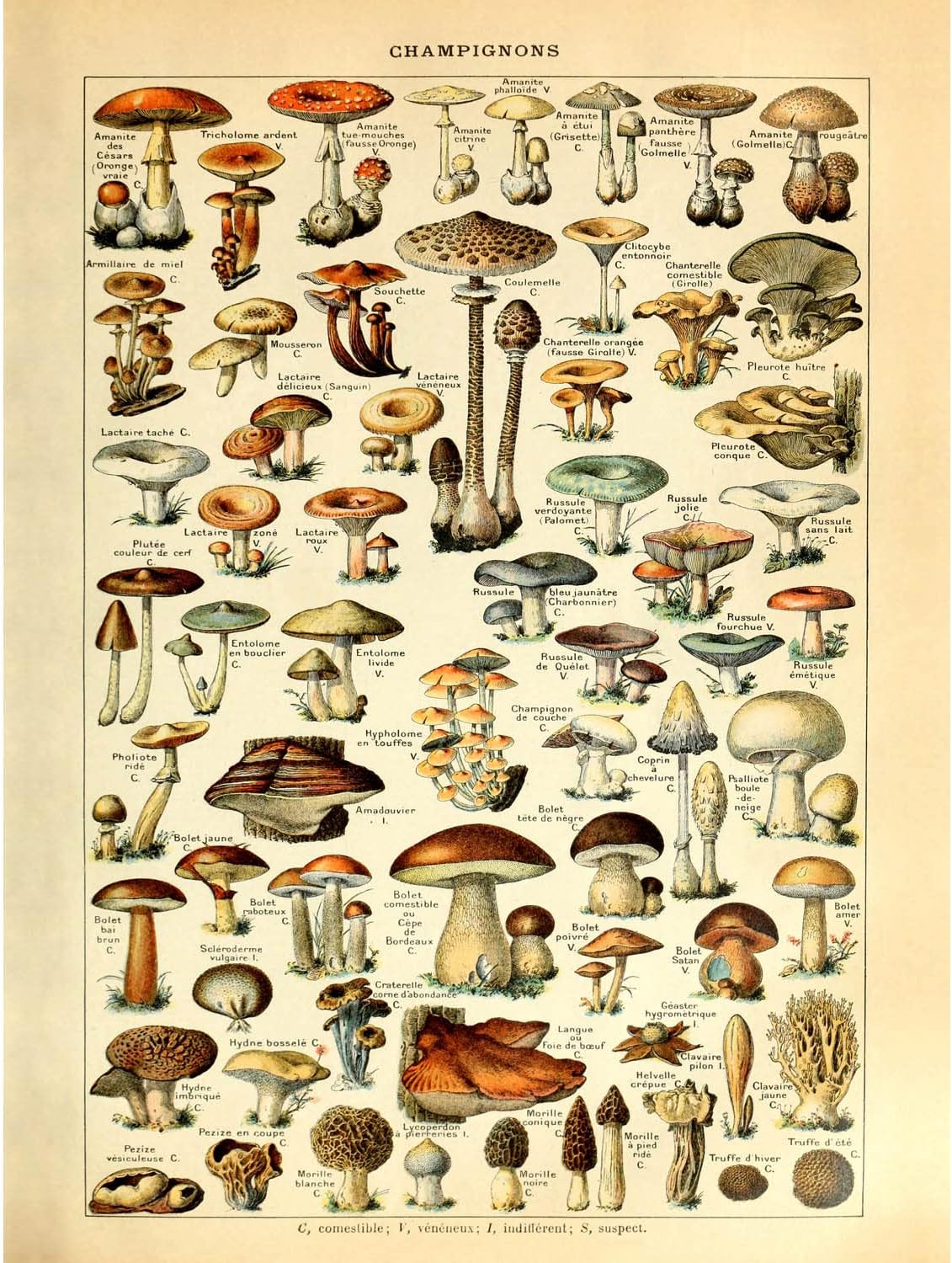 AVOI Print Mushrooms Poster Champignons Vintage Identification ...