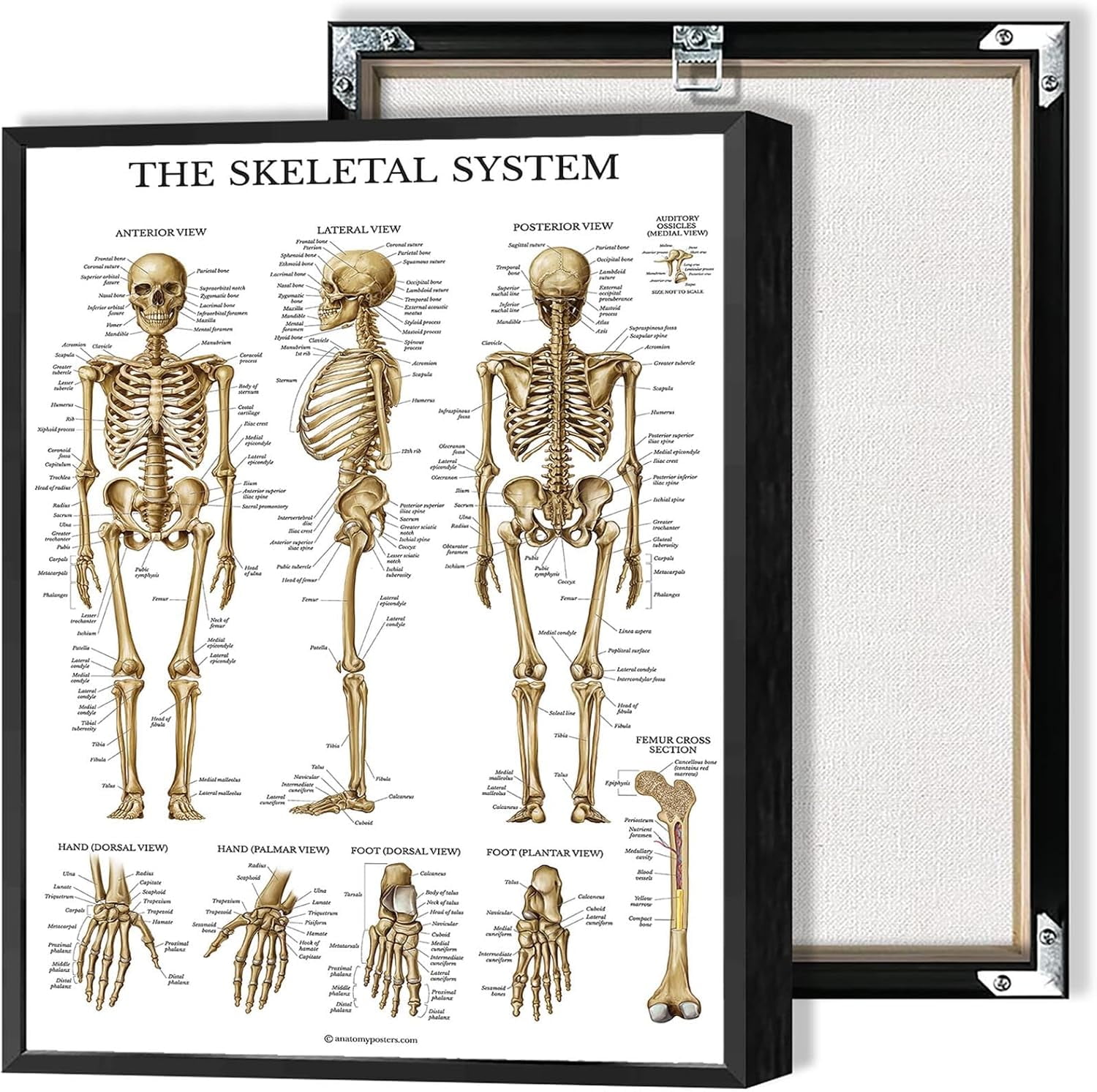 AVOI Retro Anatomy Art With Flowers Medical Human Anatomy Gothic Spooky ...