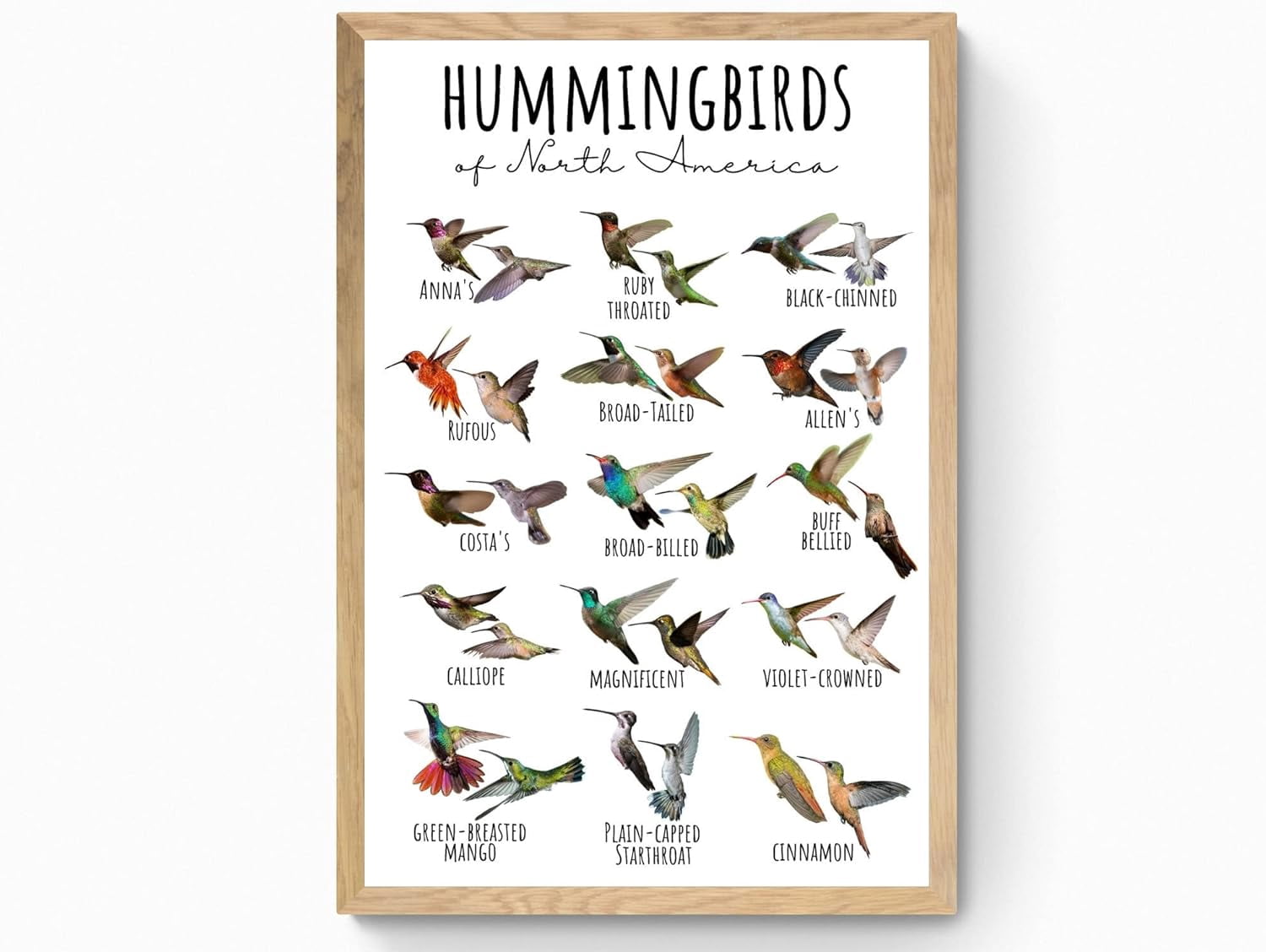 AVOI Retro Metal Hummingbirds of North America Id Chart Birding Poster ...