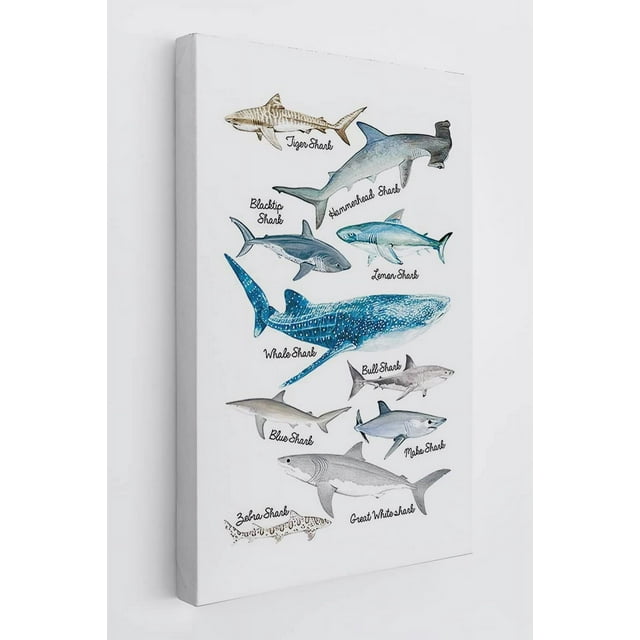 AVOI Sea Life Shark Educational Ocean Animal Chart Wall Art Canvas ...
