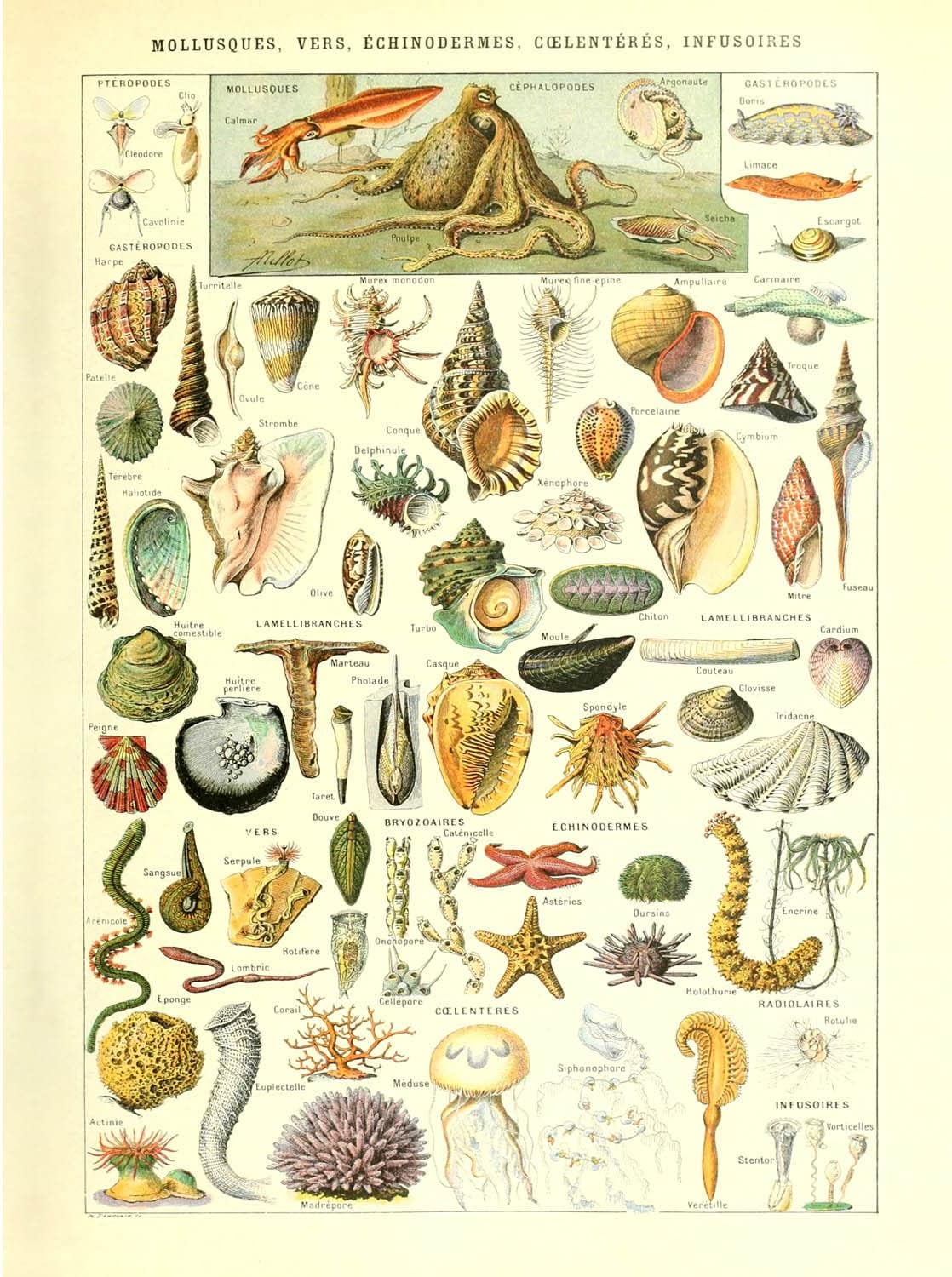 AVOI Seashell Poster Print Sea Creature Marine Life Collection Vintage ...