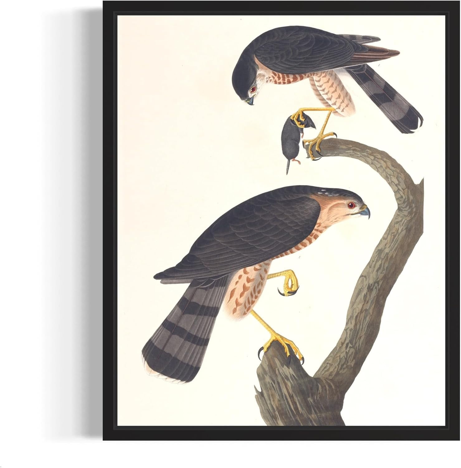 AVOI Sharp Skinned Hawk Vintage Art Print Poster, Bird Nature Painting ...