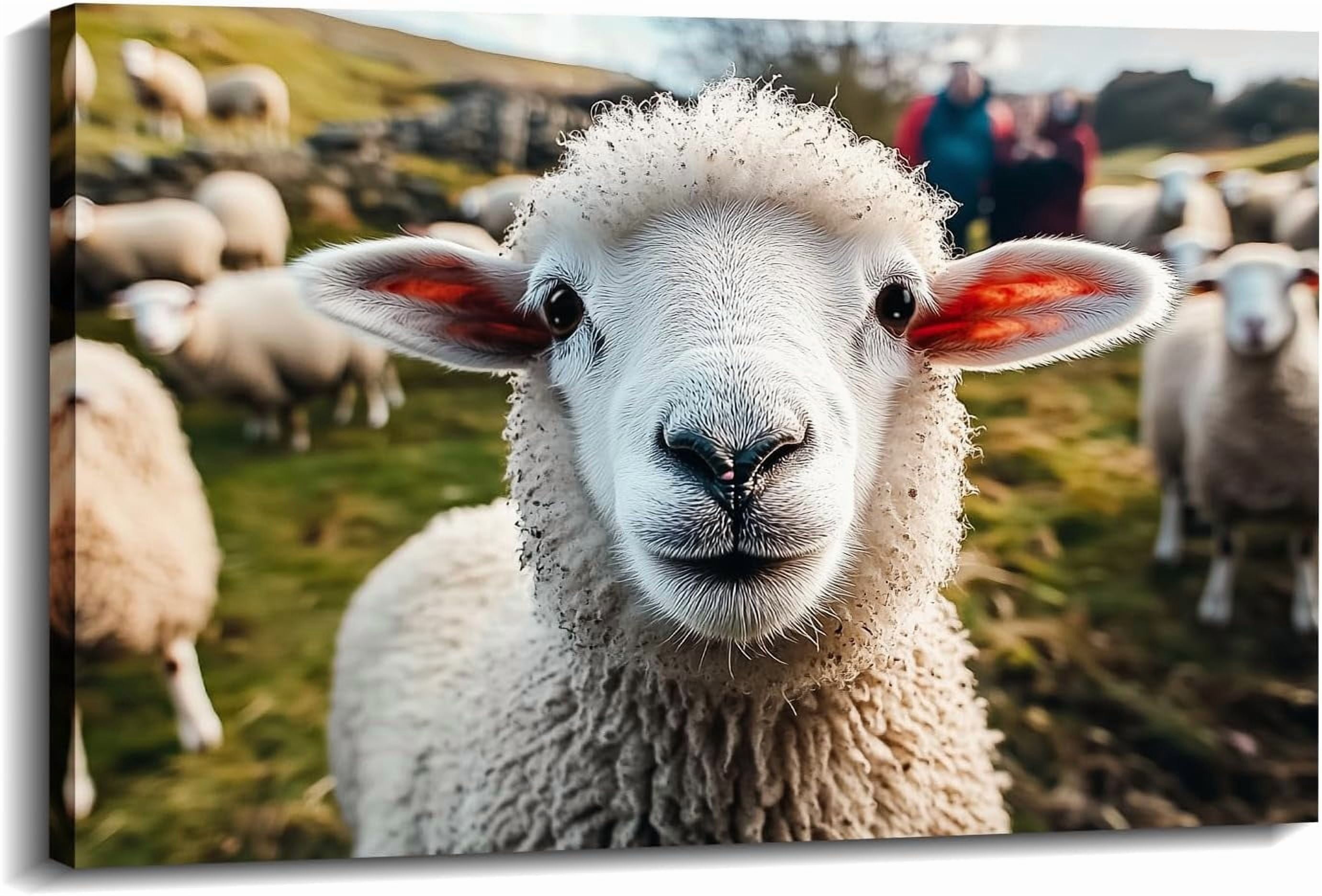 AVOI Sheeps Canvas Art Lamb Wall Decor Farm Prints Rustic Farmhouse Painting for Home Living ...