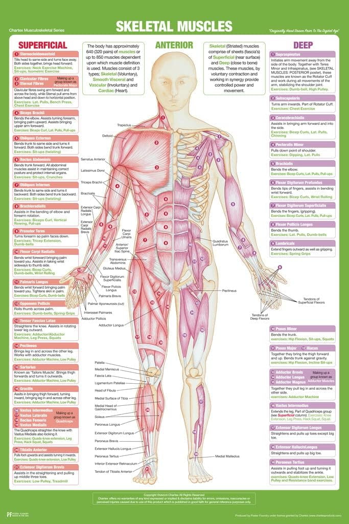 AVOI Skeletal Muscle Anterior Anatomy Chart Human Body Skeleton Nursing ...