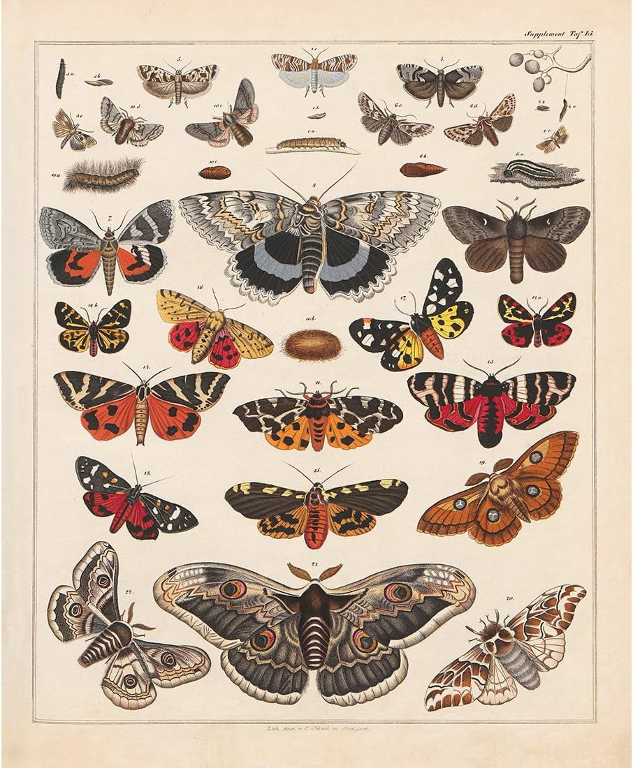 AVOI Vintage Butterflies Posters Prints Art Insects Butterfly Breeds ...