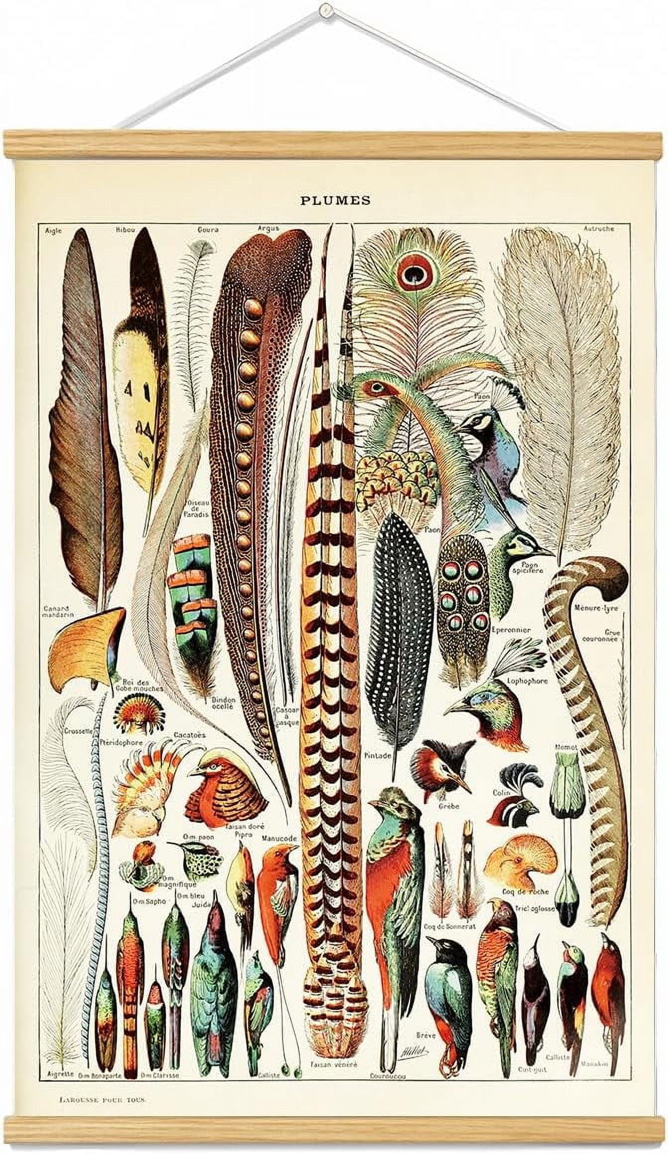 AVOI Vintage Flowers Poster Hanger , Plant Floral Reference Chart Wall ...