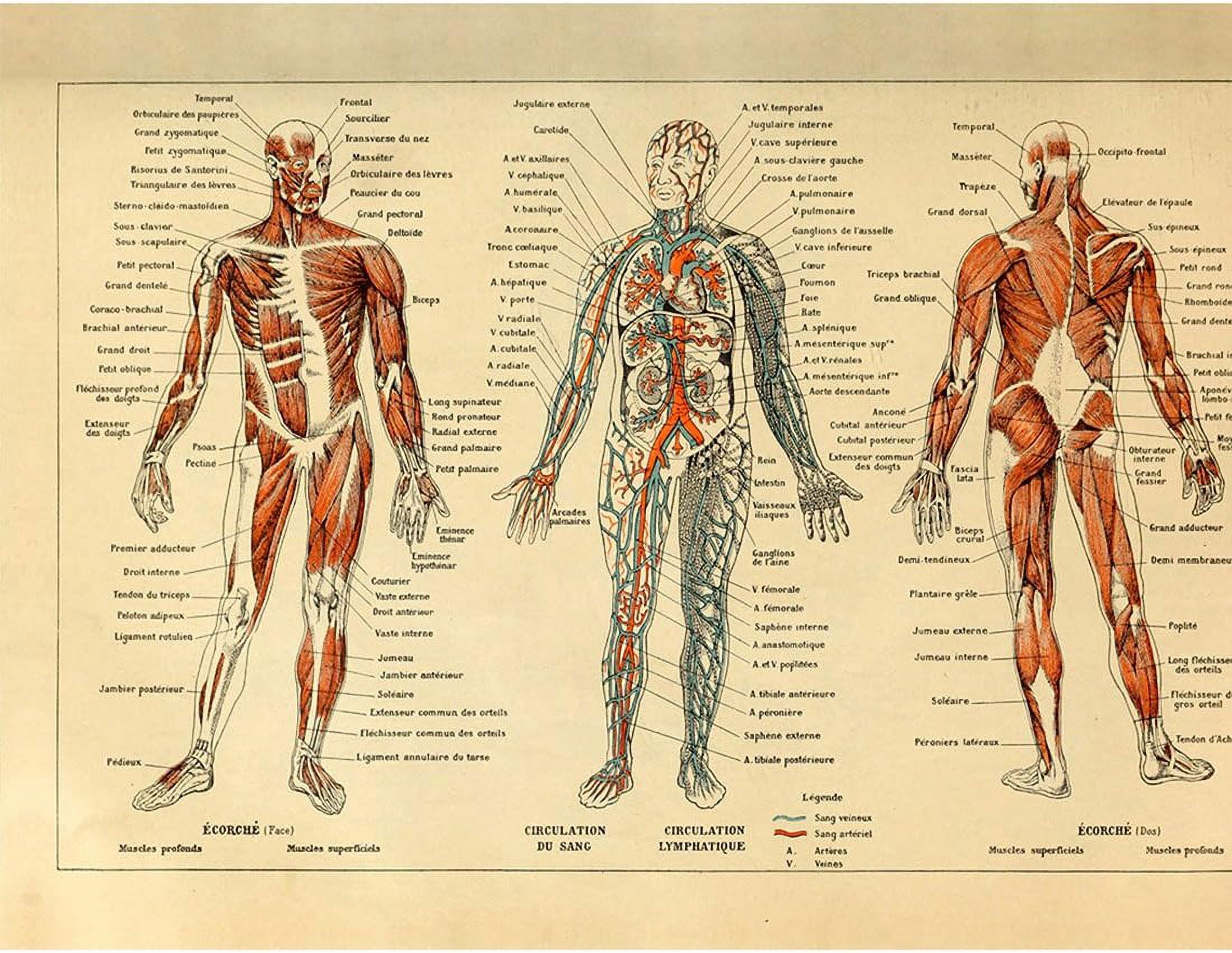 AVOI Vintage Print Human Anatomy Reference Illustration Chart Diagram ...