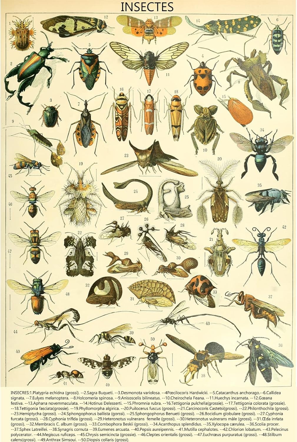 AVOI Vintage Insects Wall Art Retro Style Entomology Insects ...