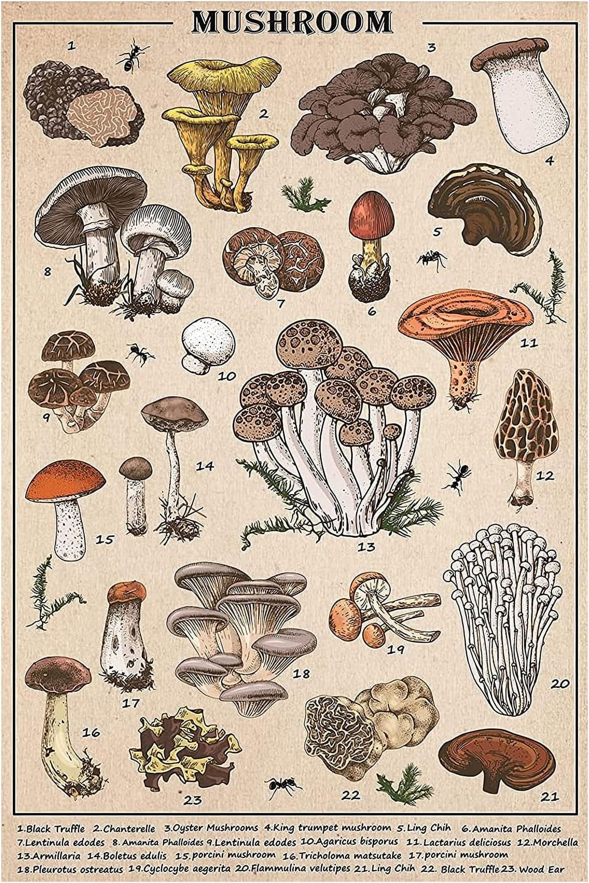 AVOI Vintage Mushroom Poster Vintage Prints on Canvas Botanical Wall ...
