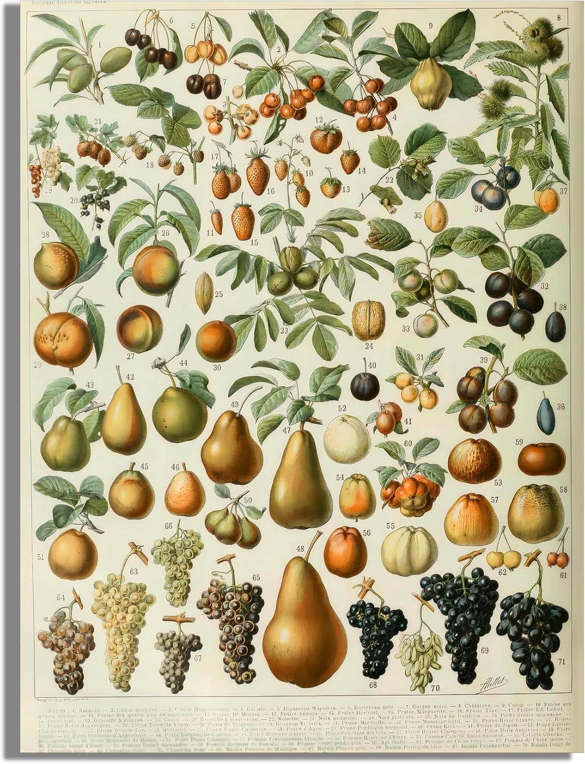 AVOI Vintage Poster-Everyday Fruits Illustrative Reference Chart Wooden ...