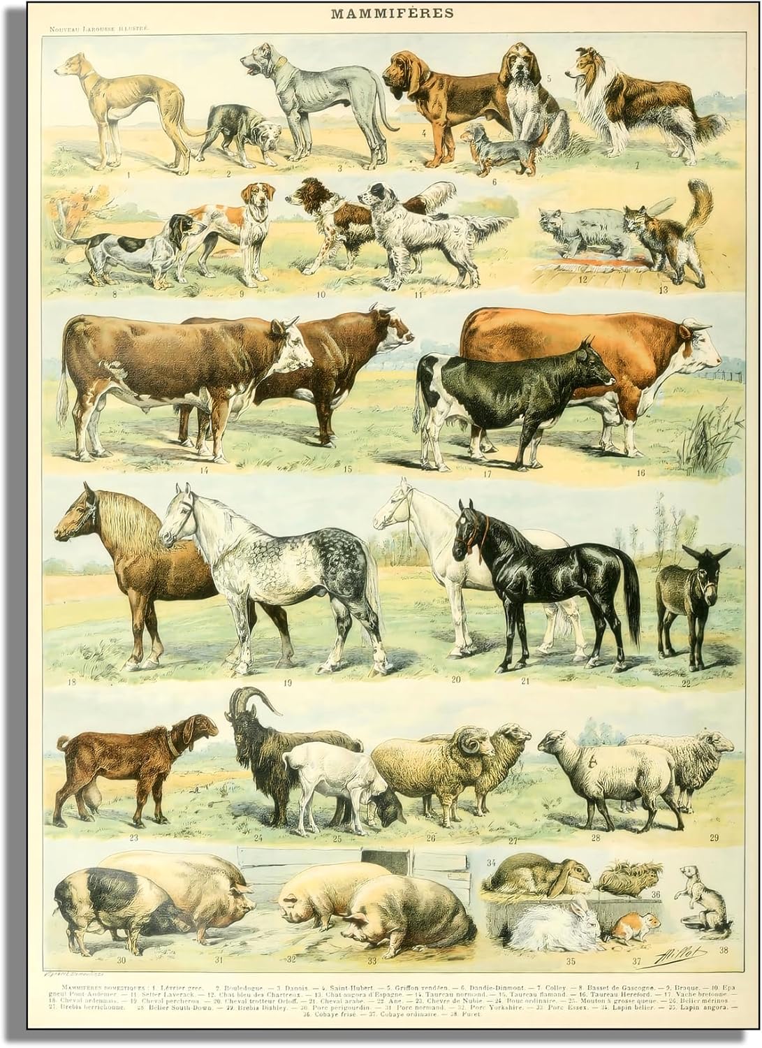 AVOI Vintage Poster-Farmhouse Animals Illustrative Reference Chart ...