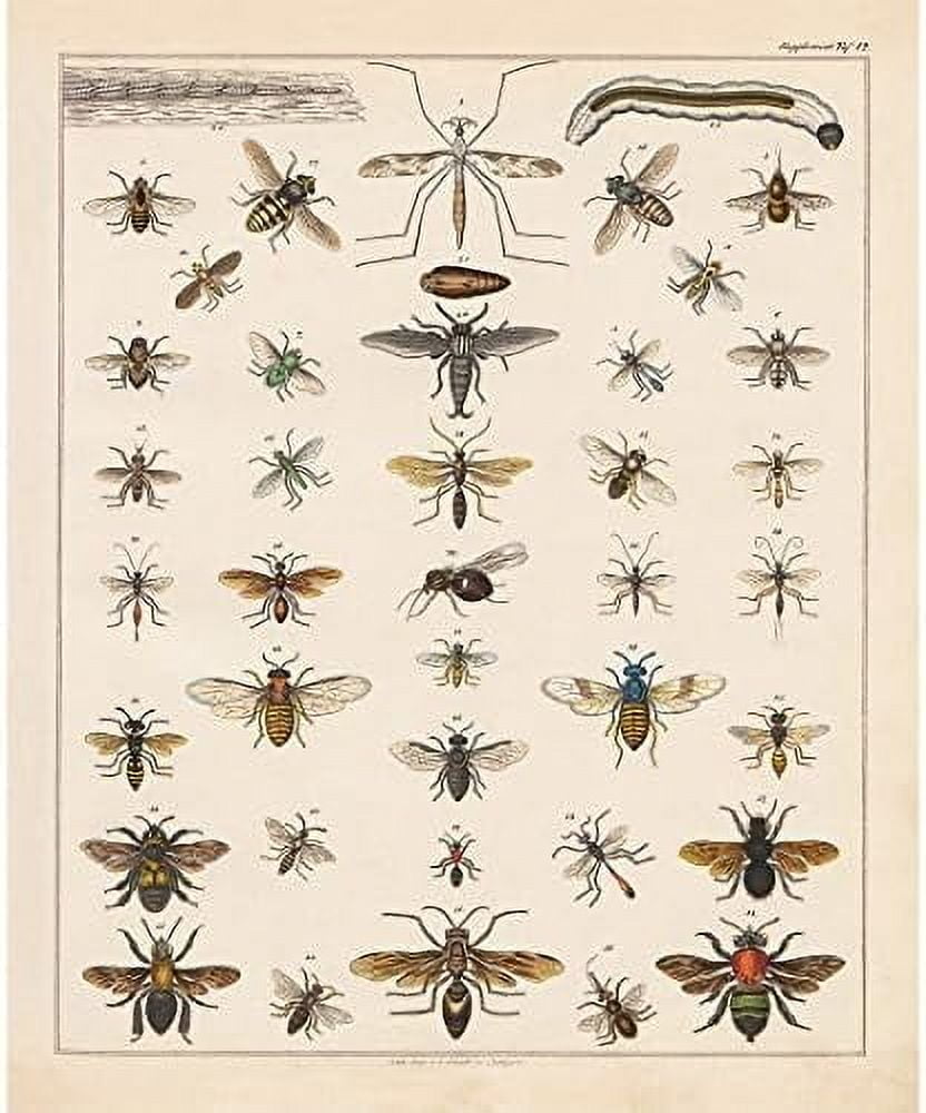 AVOI Vintage Poster Print Art Insects Identification Reference ...