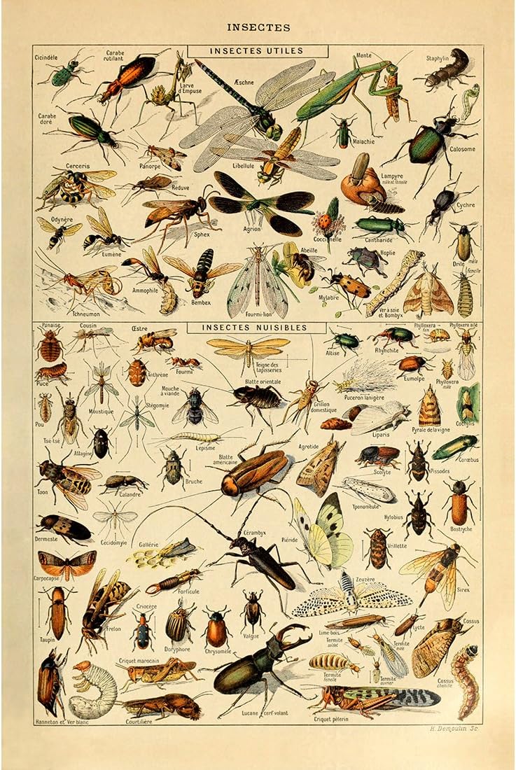 AVOI Vintage Poster Print Art Insects Identification Reference Species ...