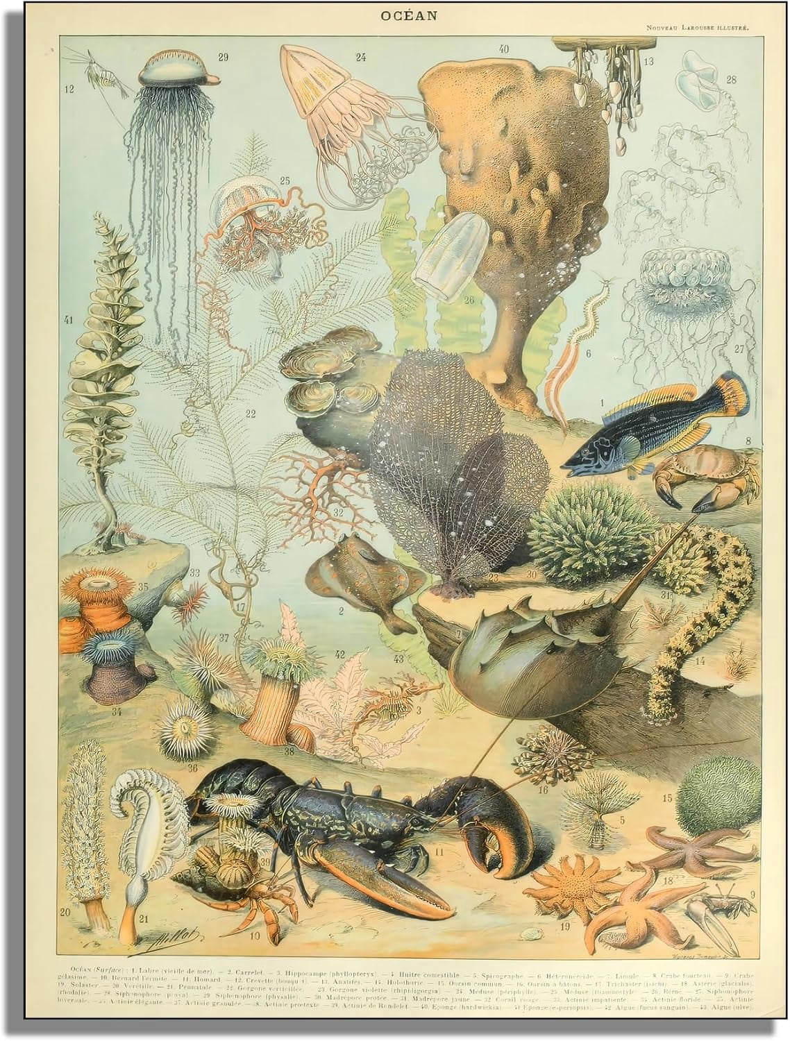 AVOI Vintage Poster-Sea Animals Illustrative Reference Chart Wooden ...