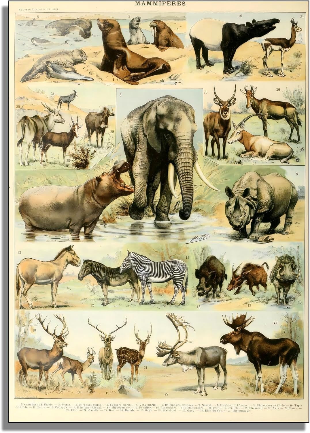 AVOI Vintage Poster-Wildlife Illustrative Reference Chart Hanging ...