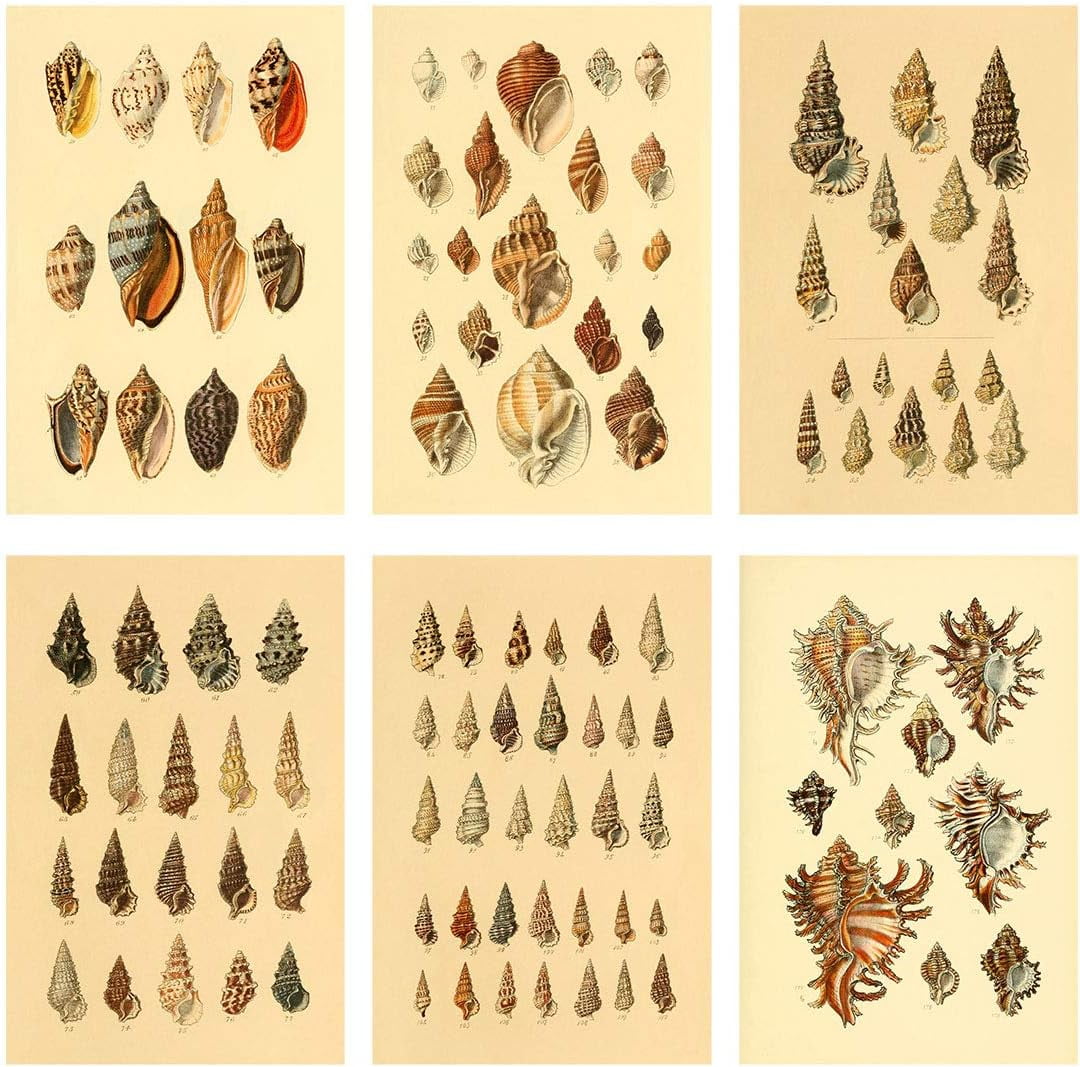 AVOI Vintage Print Seashell Conch Whelk Sea Snail Shell Shellfish ...
