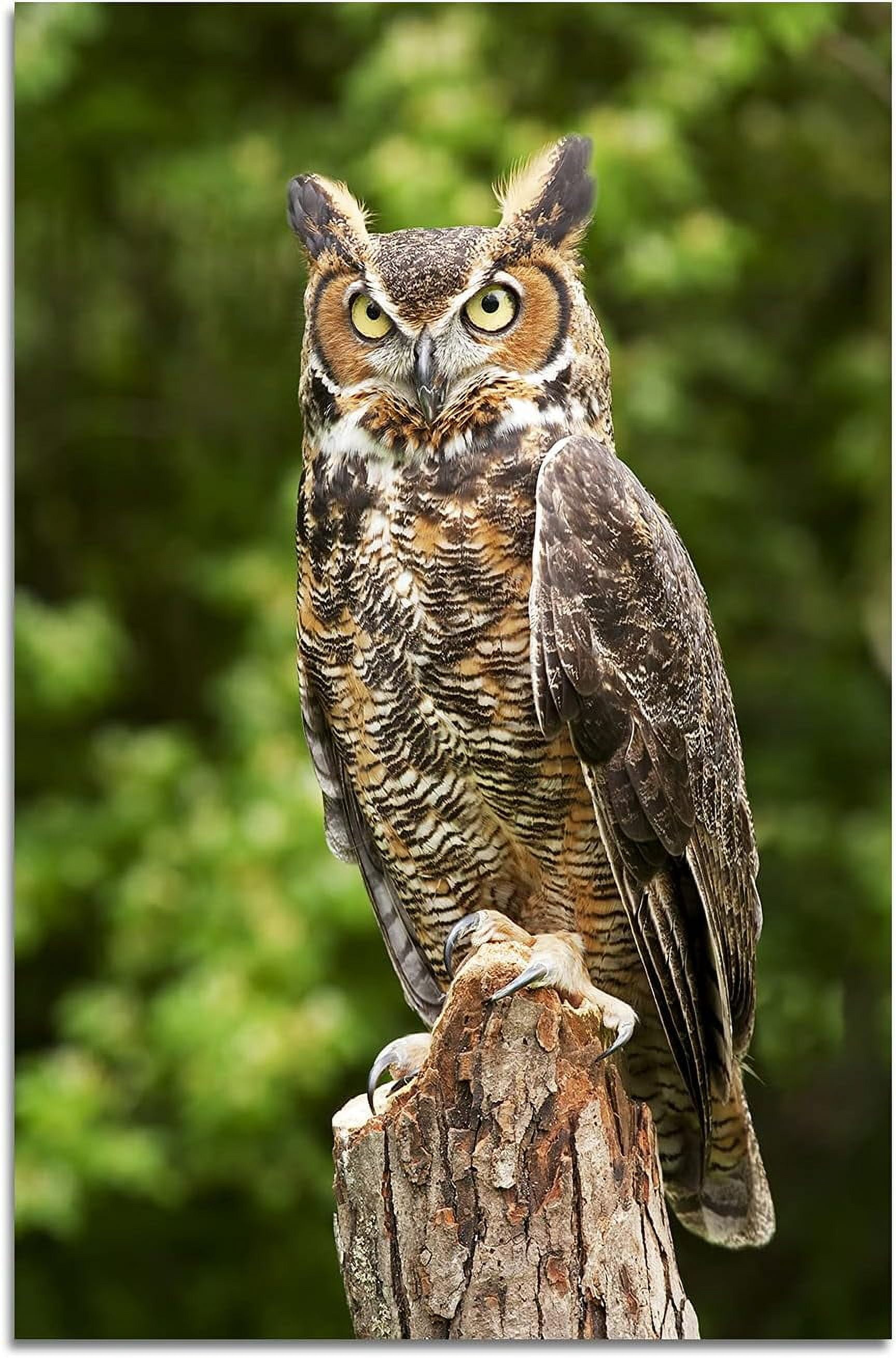 AVOI Wild Animals Owl Poster Funny Wall Art Decor Poster Canvas ...