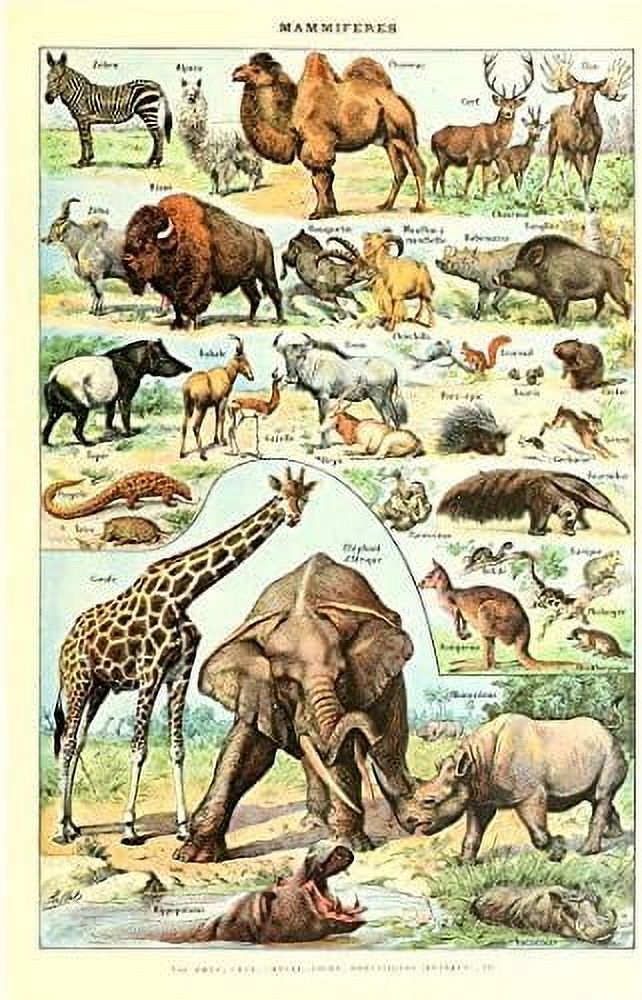 AVOI Wild Animals Poster Print Camel Zebra Giraffe Elephant Vintage ...