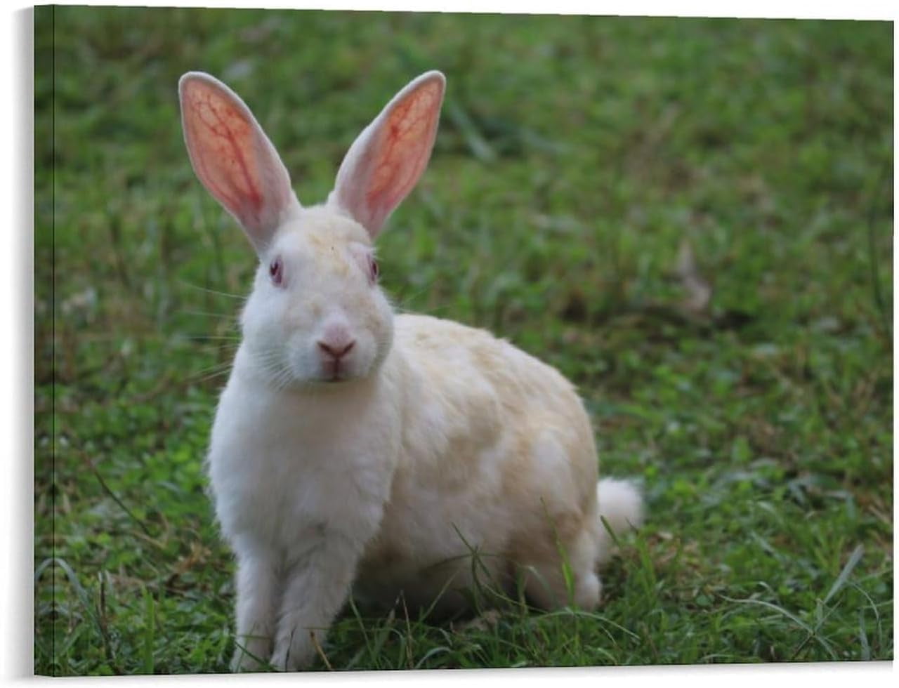 AXXPosters 11"x14" Canvas Wall Art, Rabbit Bunny Cute Picture Prints ...