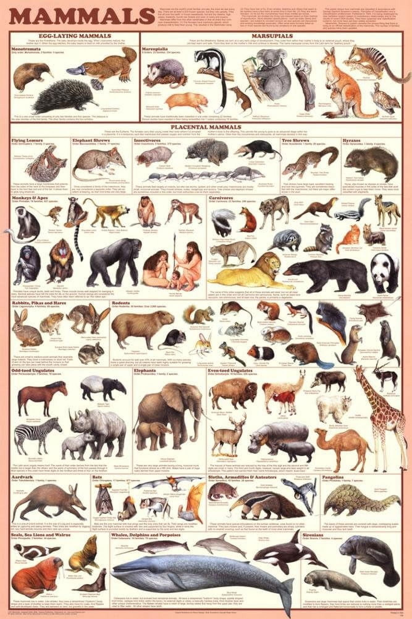 AXXPosters (24x36) Mammals Educational Science Chart Poster - Walmart.com