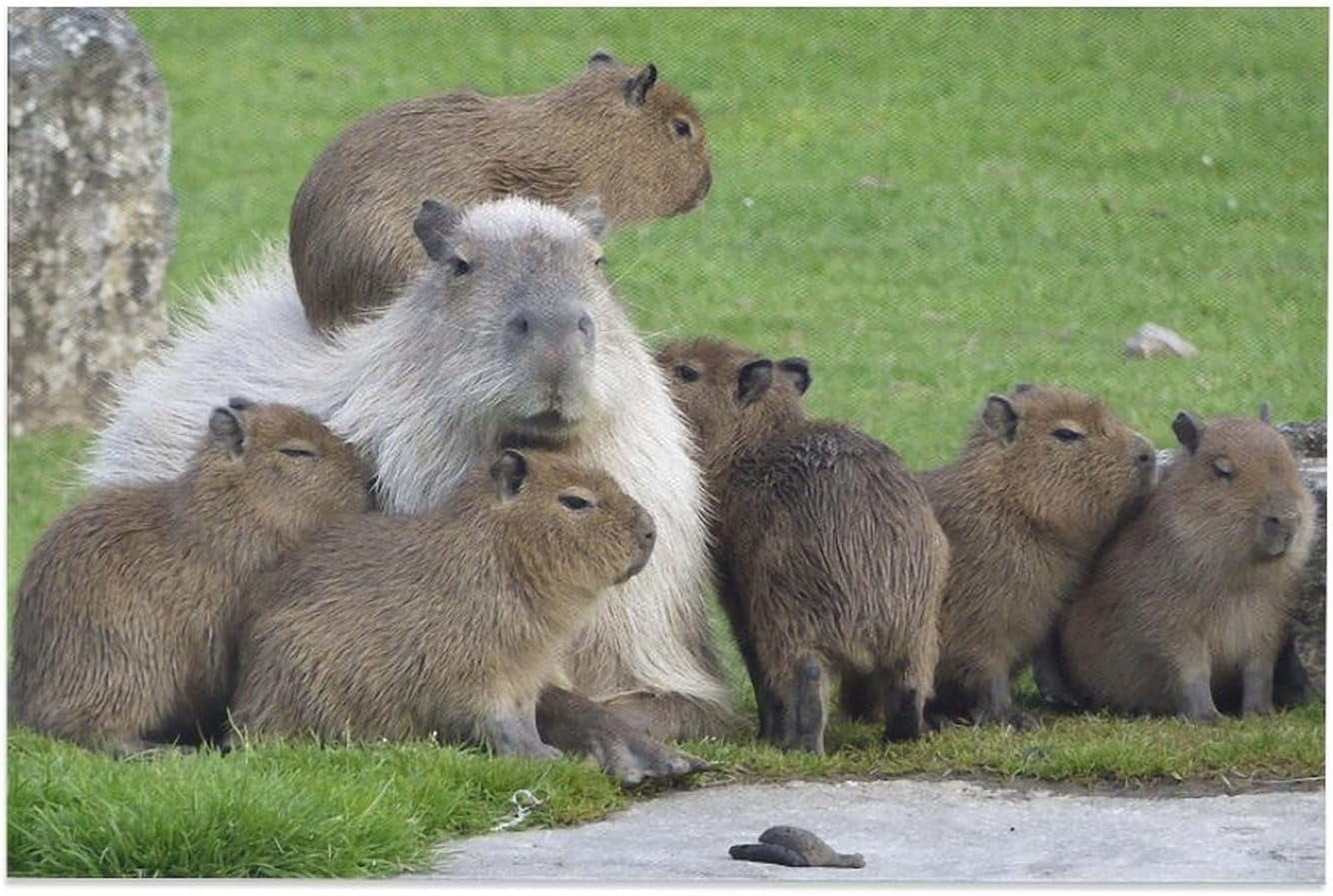 AXXPosters Animal Baby Capybara Family Room Aesthetics Posters Canvas ...