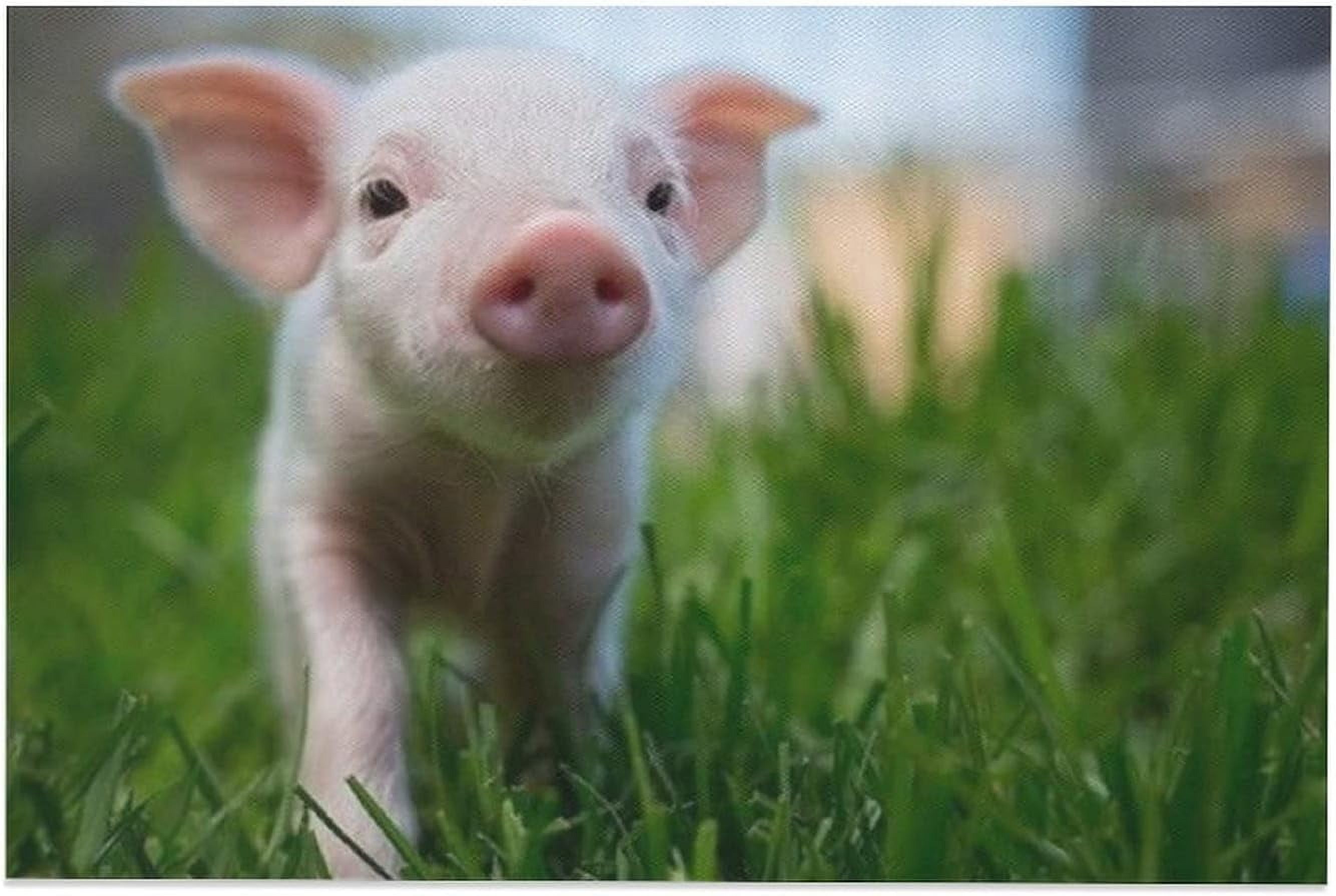 AXXPosters Animal Poster Cute Baby Pig Grass Canvas Poster Wall Art ...