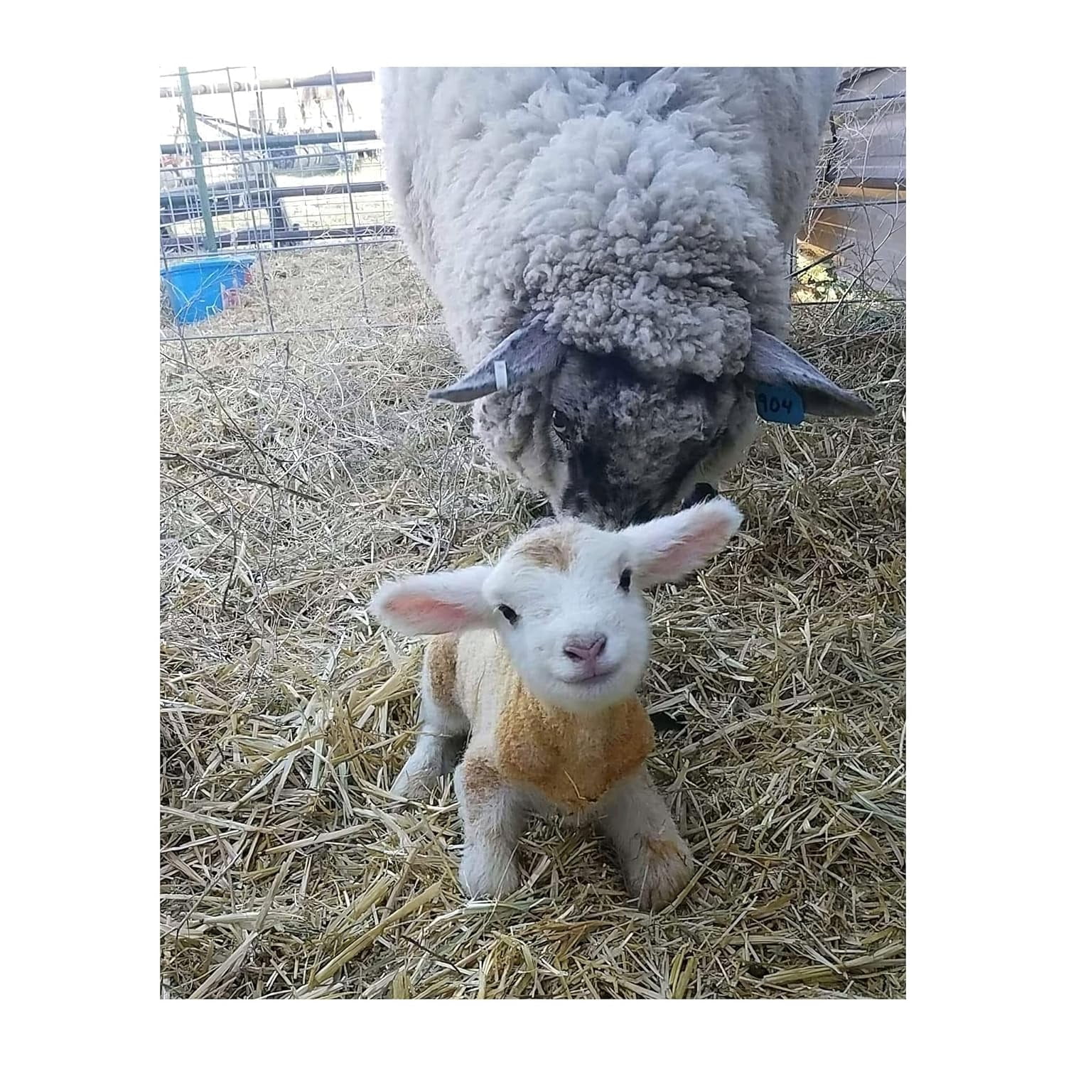 AXXPosters Baby Lamb With Momma Sheep - Animal Wall Art Decor 8x10 ...