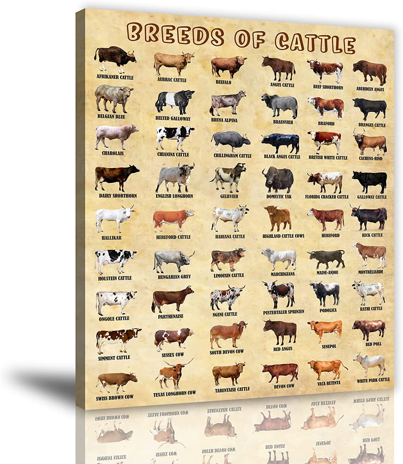 AXXPosters Breeds of Cattle Poster Animal Canvas Farmhouse Highland Cow ...