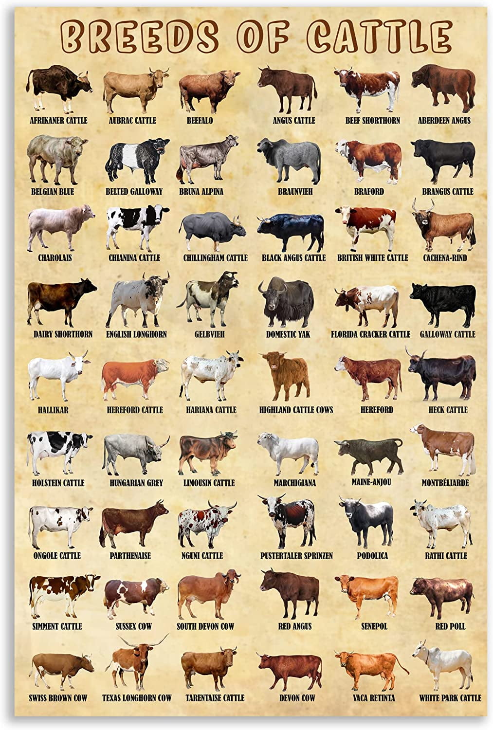 AXXPosters Breeds of Cattle Poster Animal Canvas Farmhouse Highland Cow ...