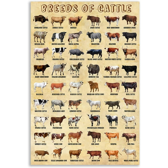 AXXPosters Breeds of Cattle Poster Animal Canvas Farmhouse Highland Cow ...