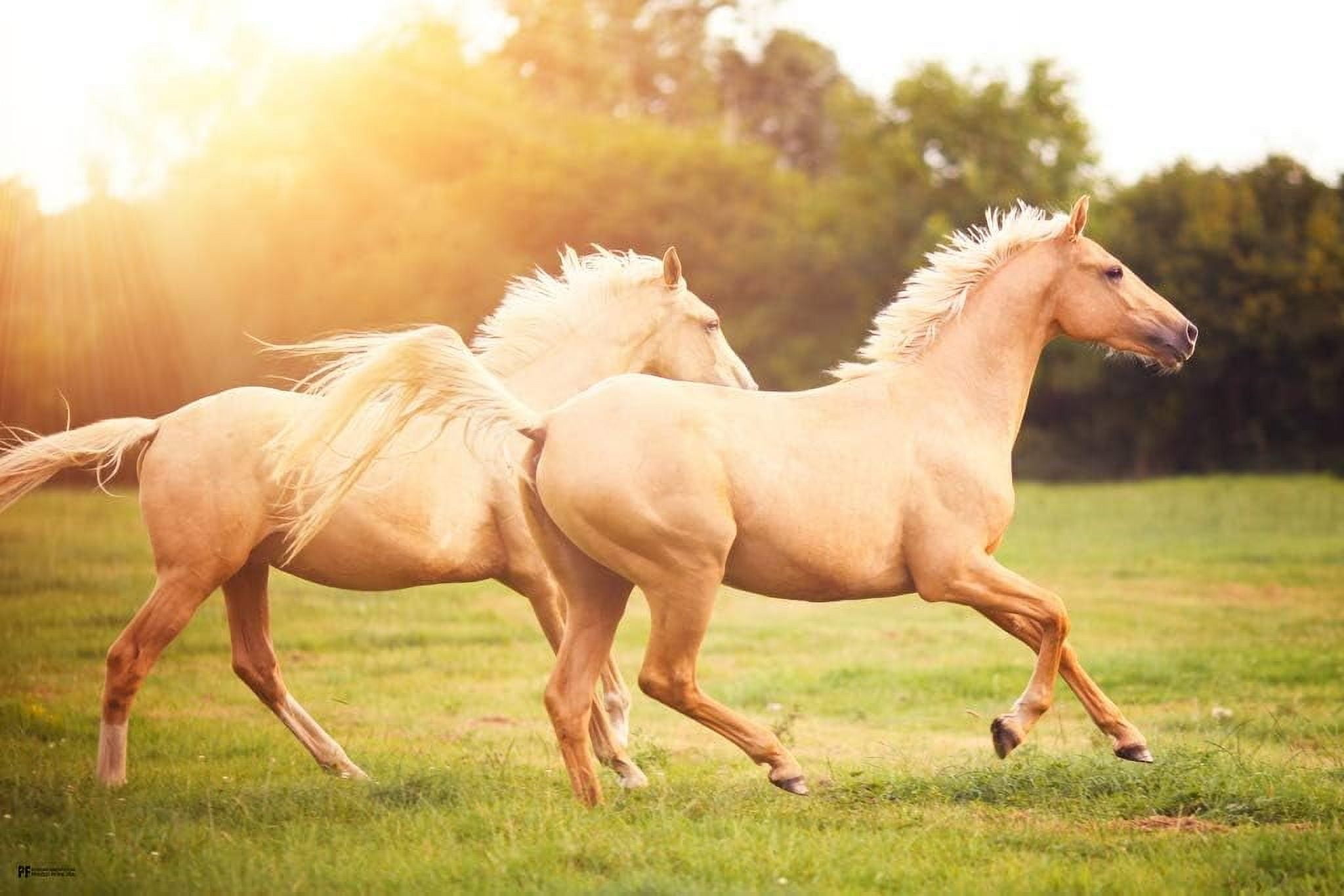 AXXPosters Brown Horses Sunset Girls Bedroom Decor Cute Animal Western ...