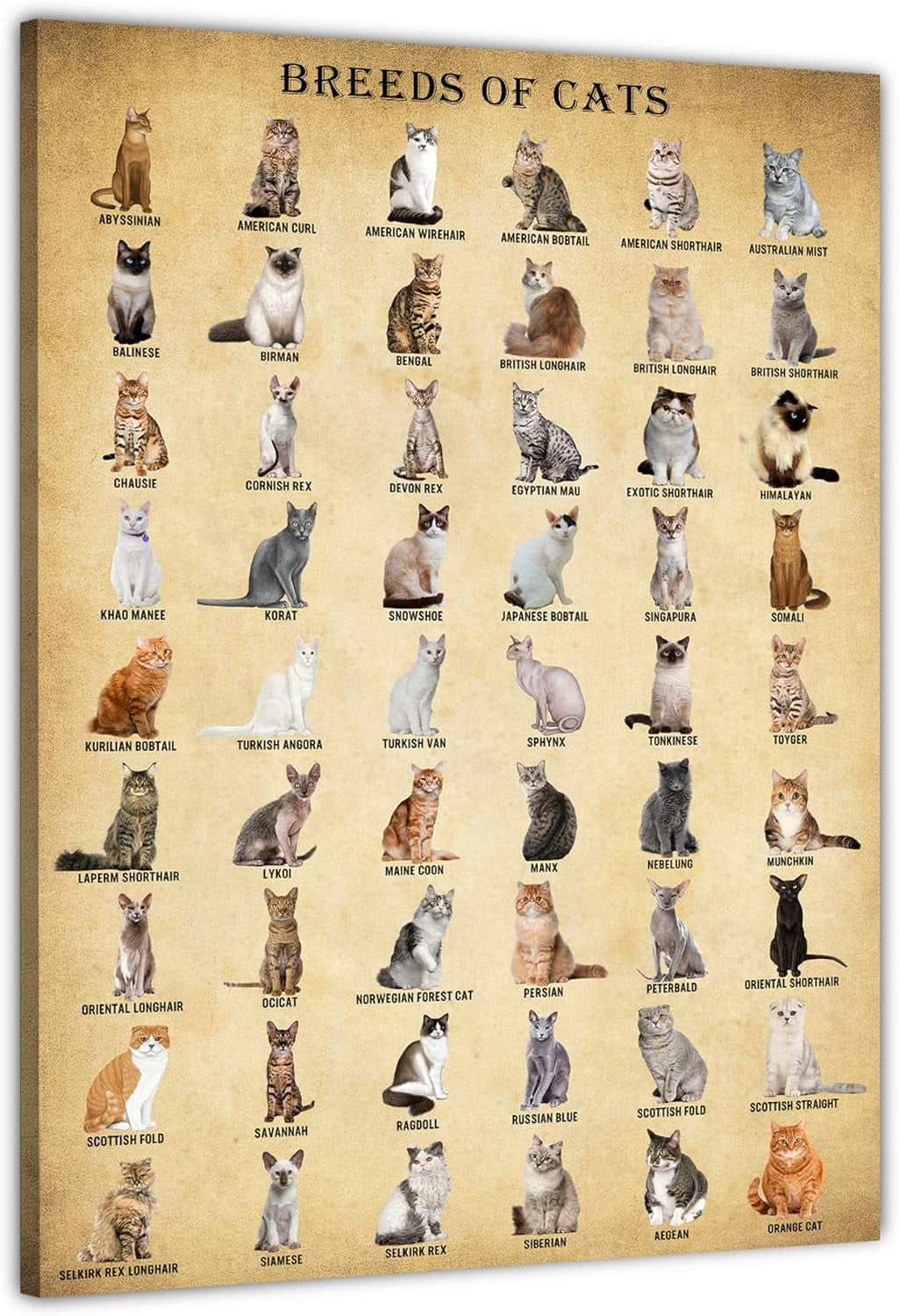AXXPosters- Cat Decor for Cat Lovers Cat Wall Art Cat Breeds Posters ...