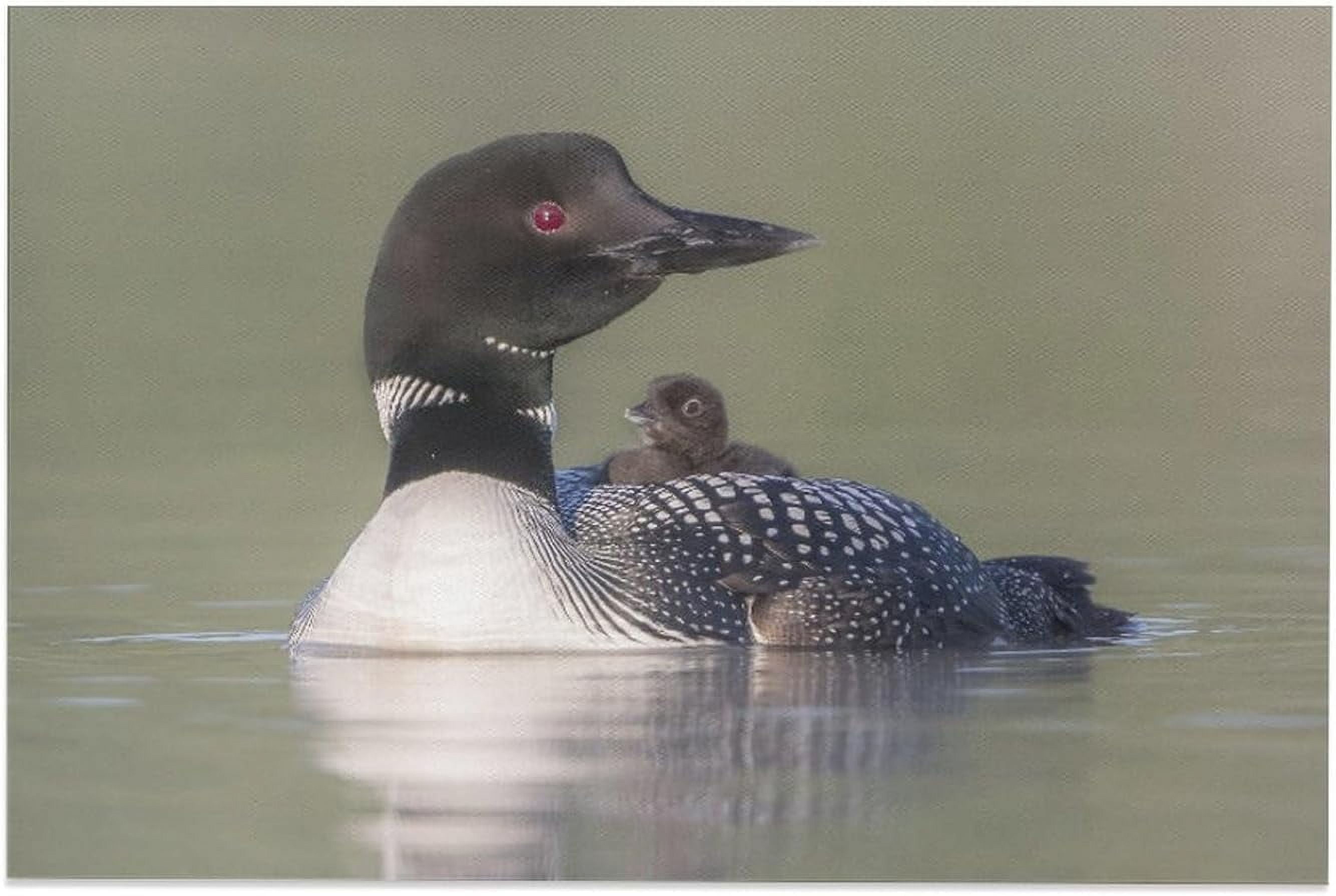 AXXPosters Common Loon And Baby Bird Canvas Poster Bedroom Decor Sports ...