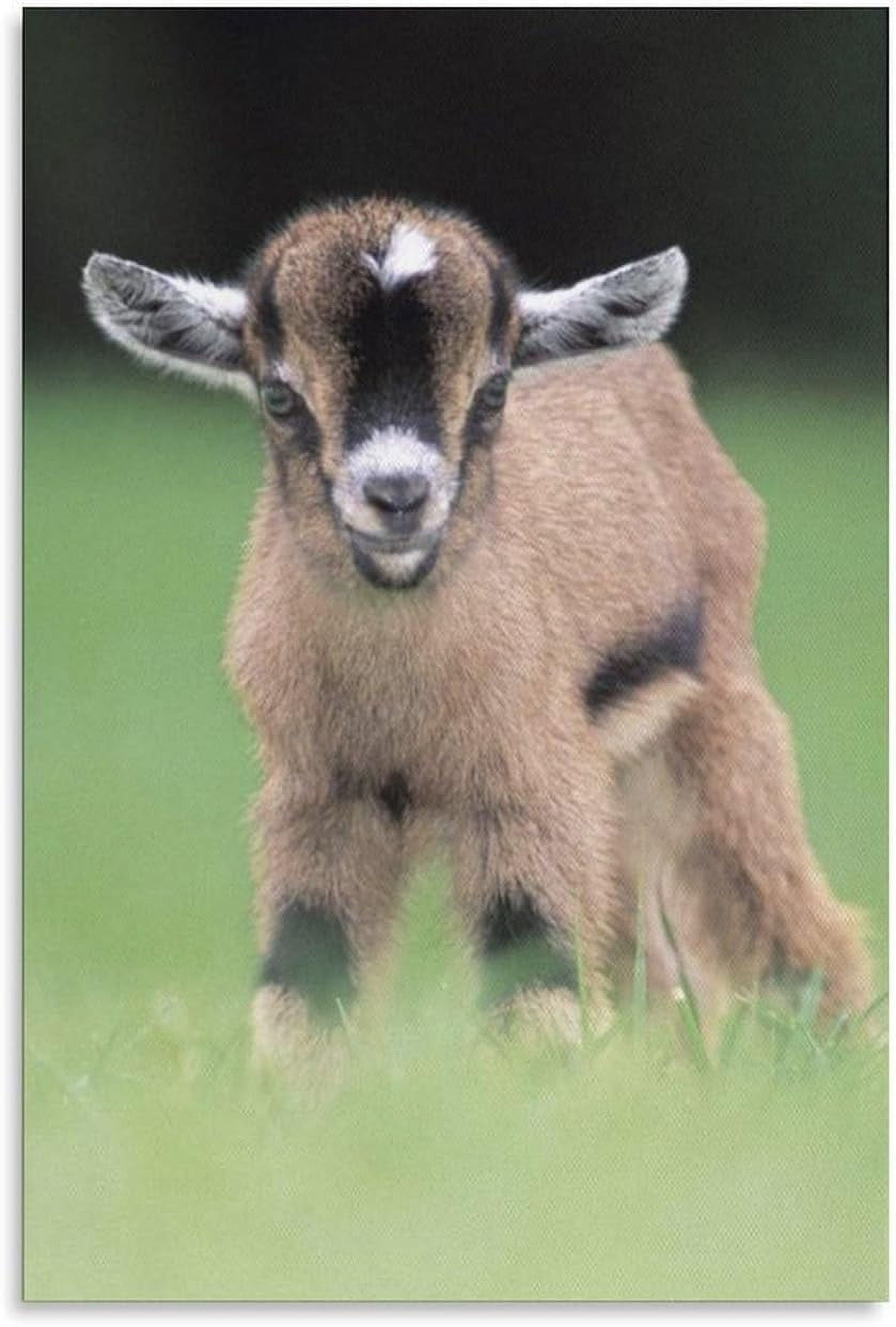 AXXPosters Cute Baby Sheep Goat Animals Room Aesthetics Posters Canvas ...