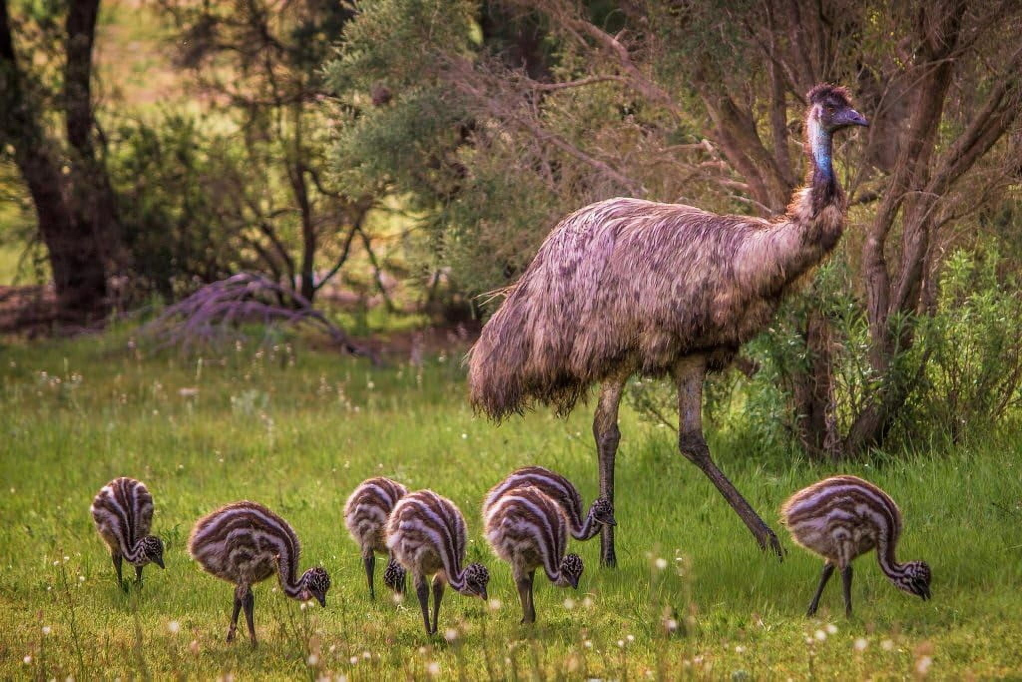 AXXPosters Emu and Seven Babies Australia Photo Photograph Cute Bird ...