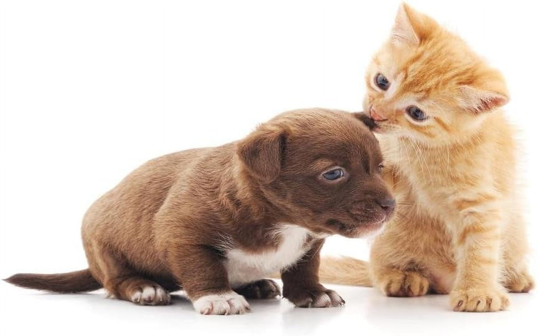 AXXPosters Laminated Cute Adorable Kitten Puppy Loving Animals Baby Animal Portrait Photo Cat ...